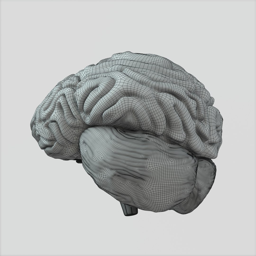 3D Brain - TurboSquid 1801823