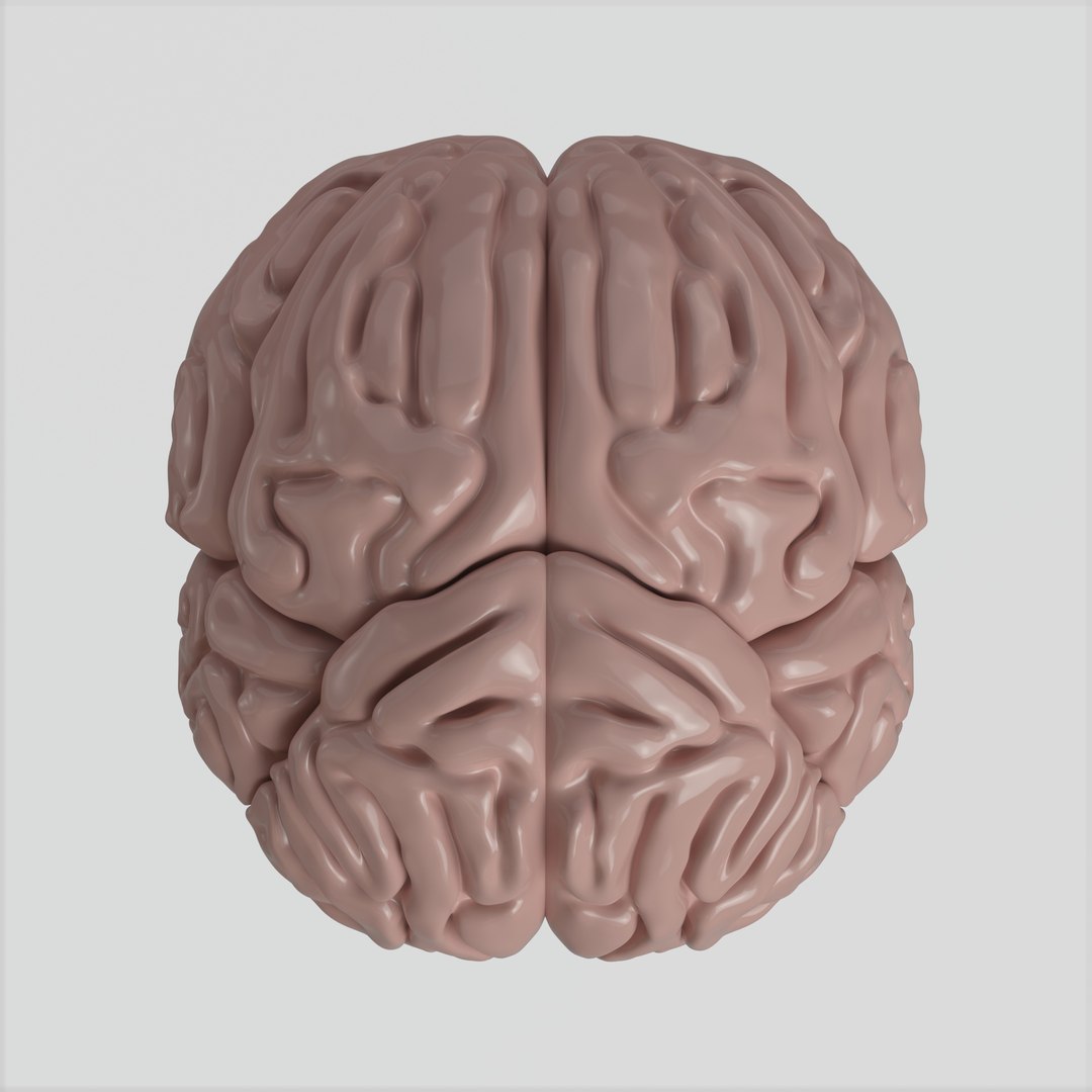 3D Brain - TurboSquid 1801823