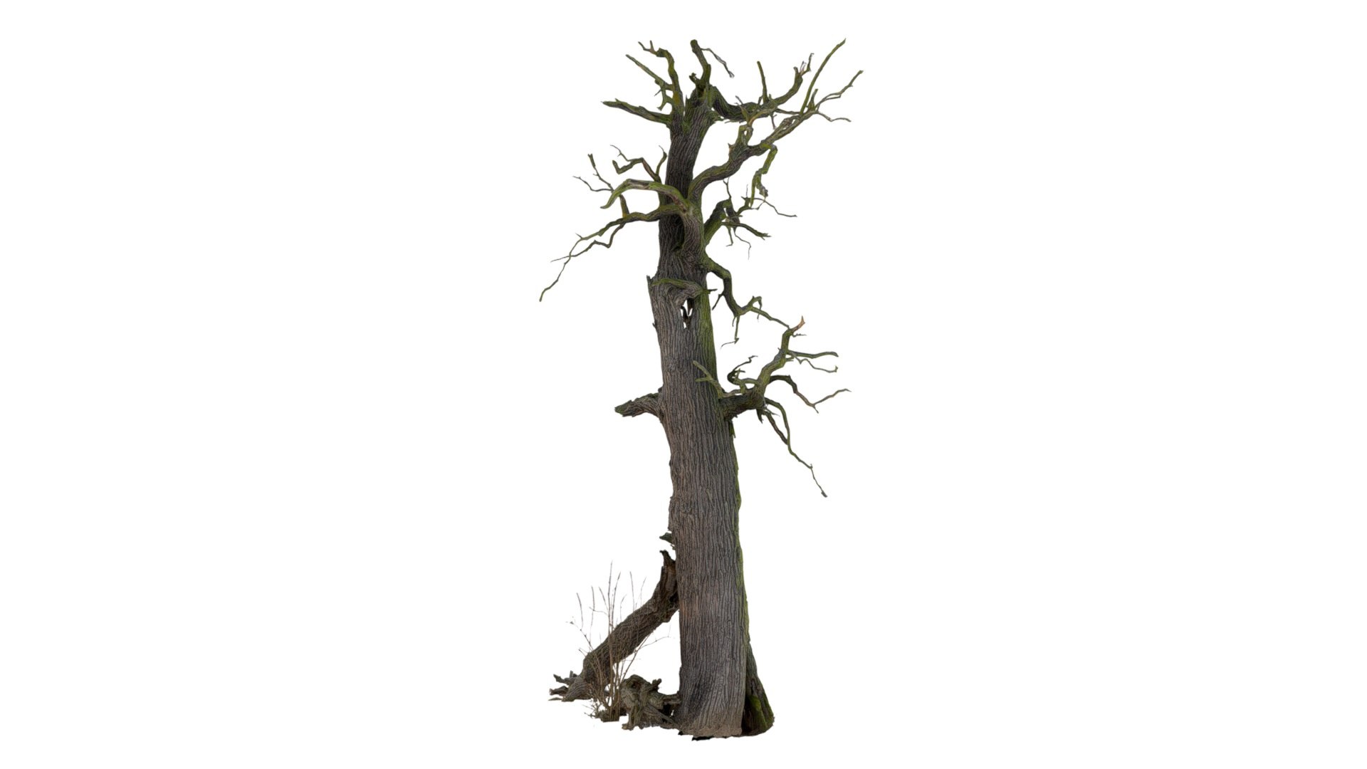 600-year-old Dead Oak - ENT 07 3D - TurboSquid 2338740