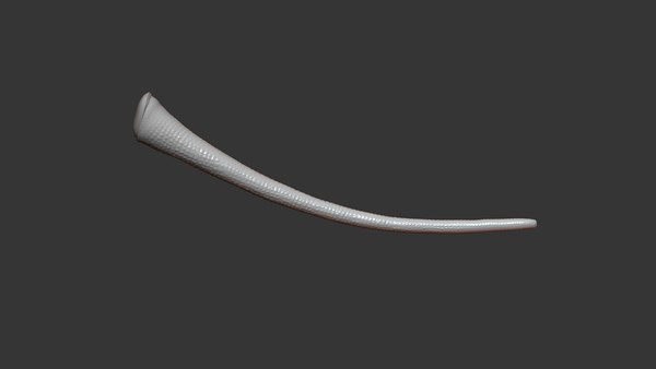Rat Tail Highpoly Sculpt 3D - TurboSquid 1809938