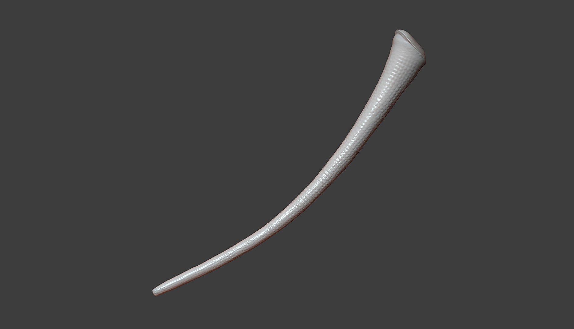 Rat Tail Highpoly Sculpt 3D - TurboSquid 1809938