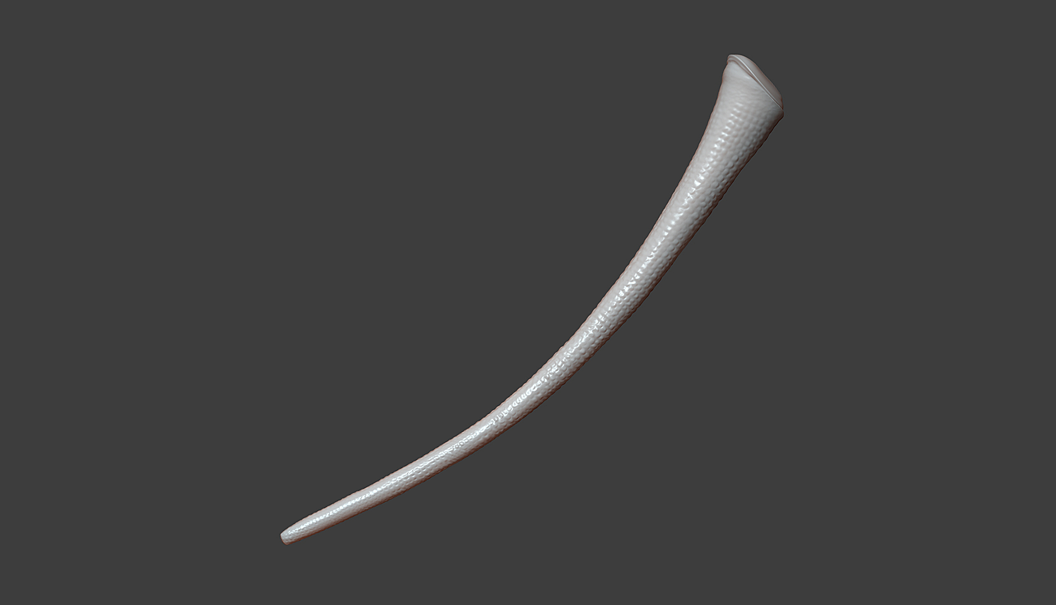 Rat Tail Highpoly Sculpt 3D - TurboSquid 1809938