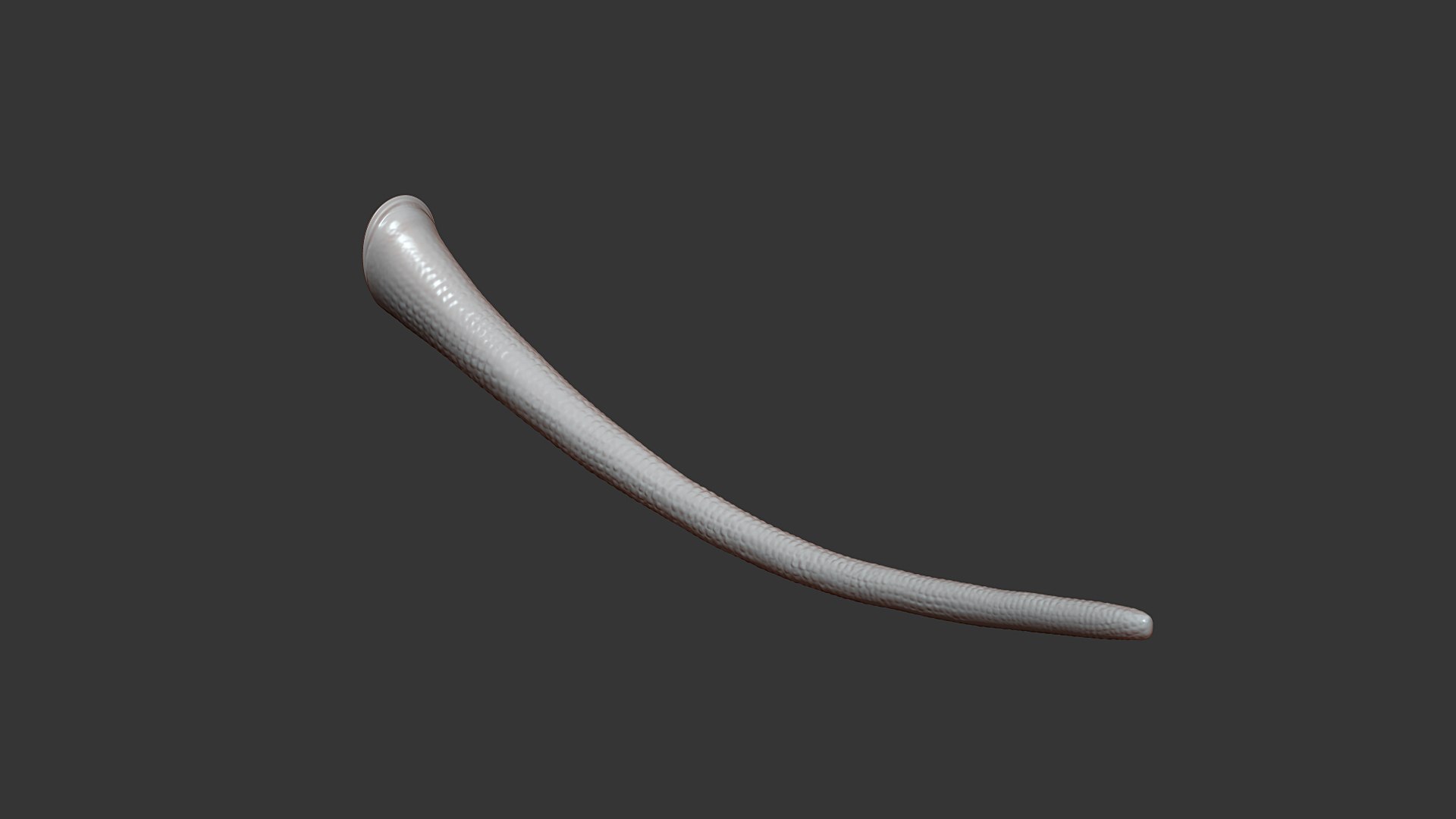 Rat Tail Highpoly Sculpt 3D - TurboSquid 1809938