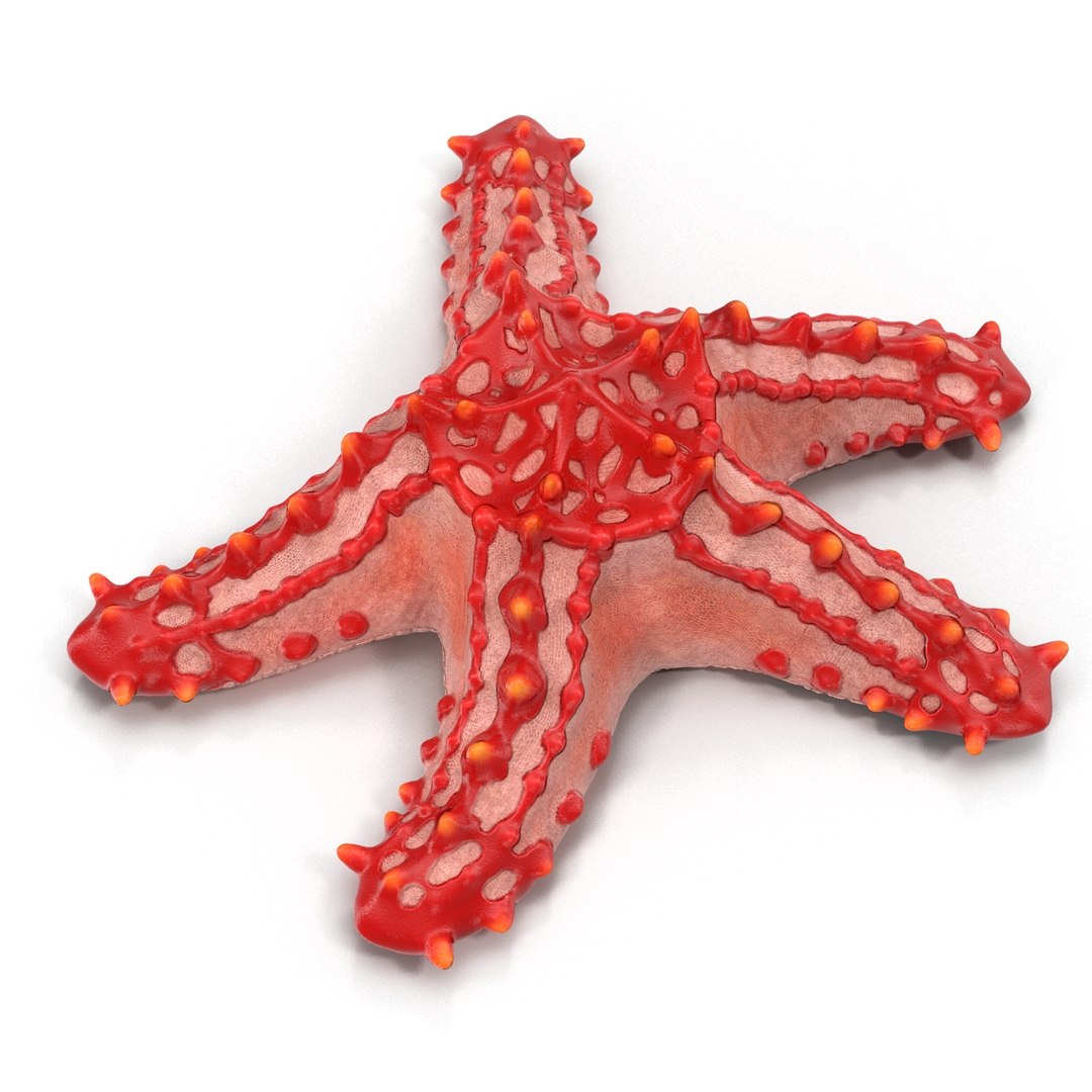 Max Red Knobbed Starfish Rigged