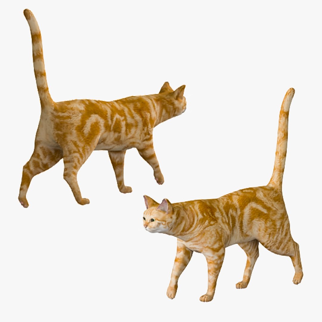 Cat 3d Max