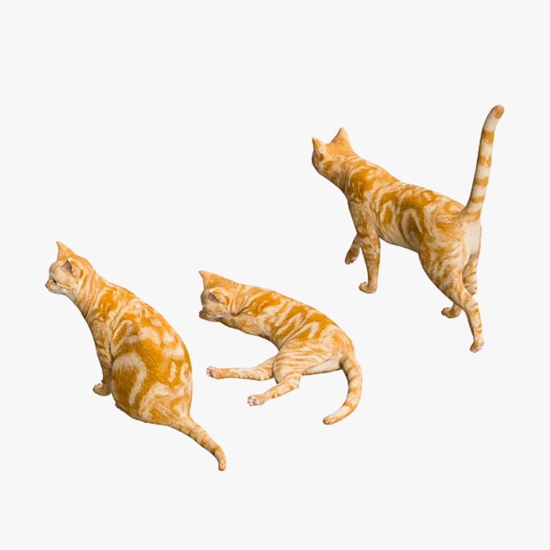Cat 3d Max