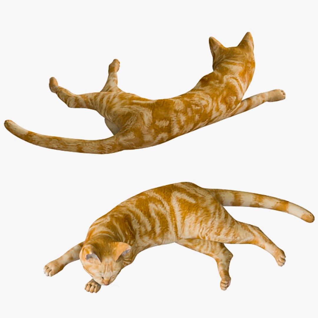 Cat 3d Max