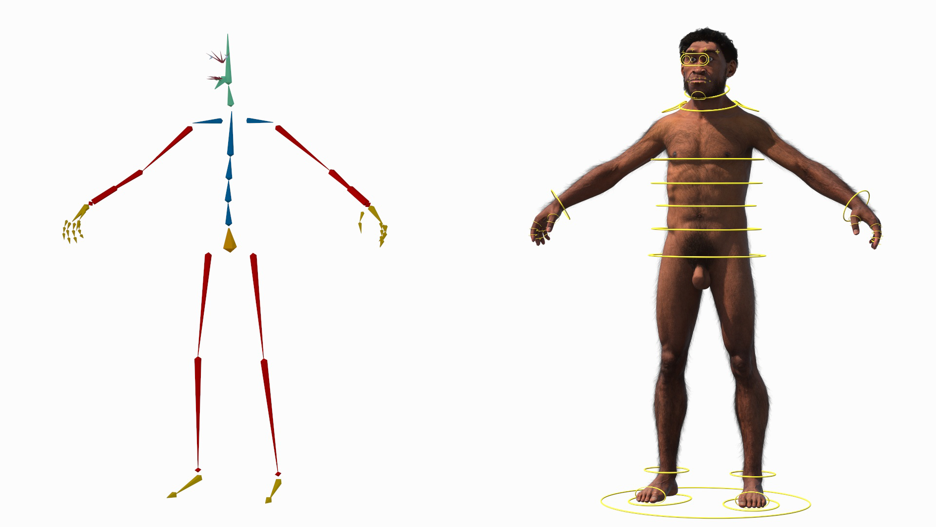 Homo Erectus Fur Rigged 3D Model - TurboSquid 2180778