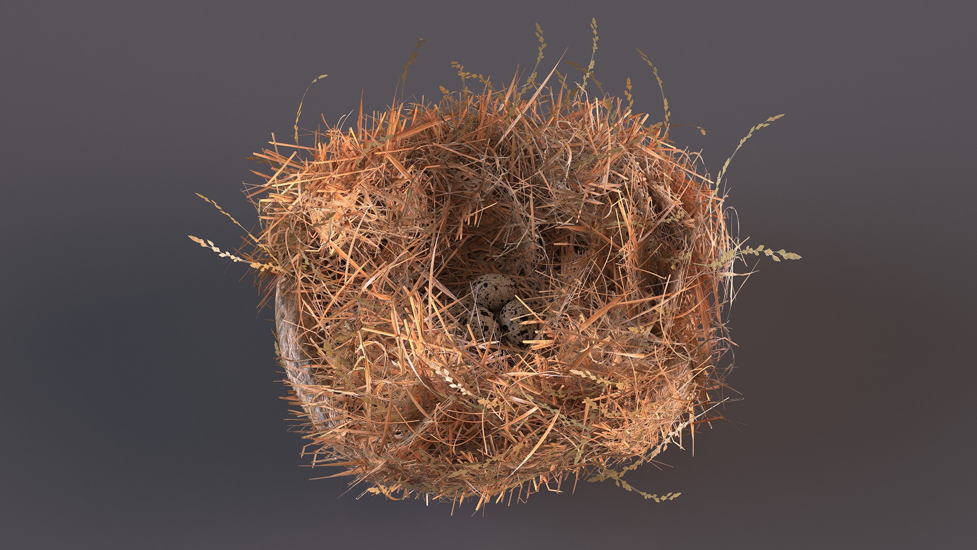 Bird Nests Collection 3D Model - TurboSquid 2209215