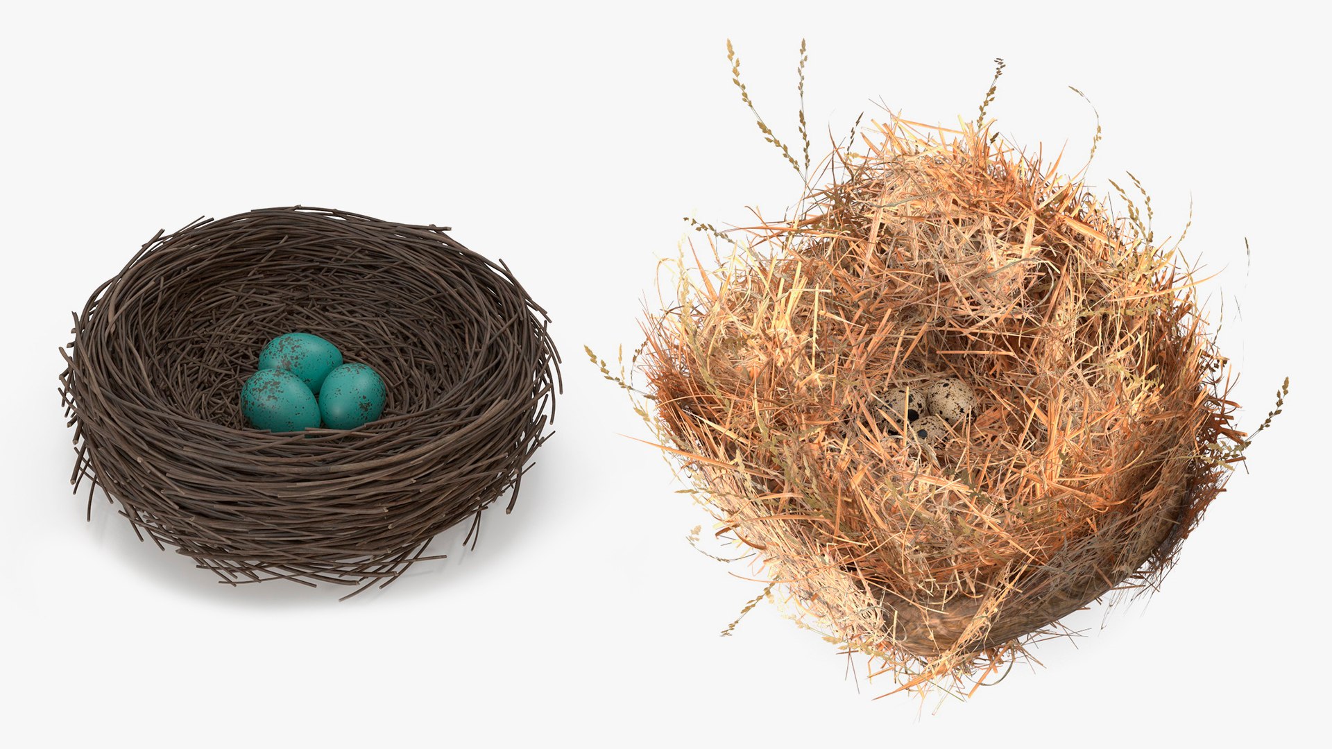 Bird Nests Collection 3D Model - TurboSquid 2209215