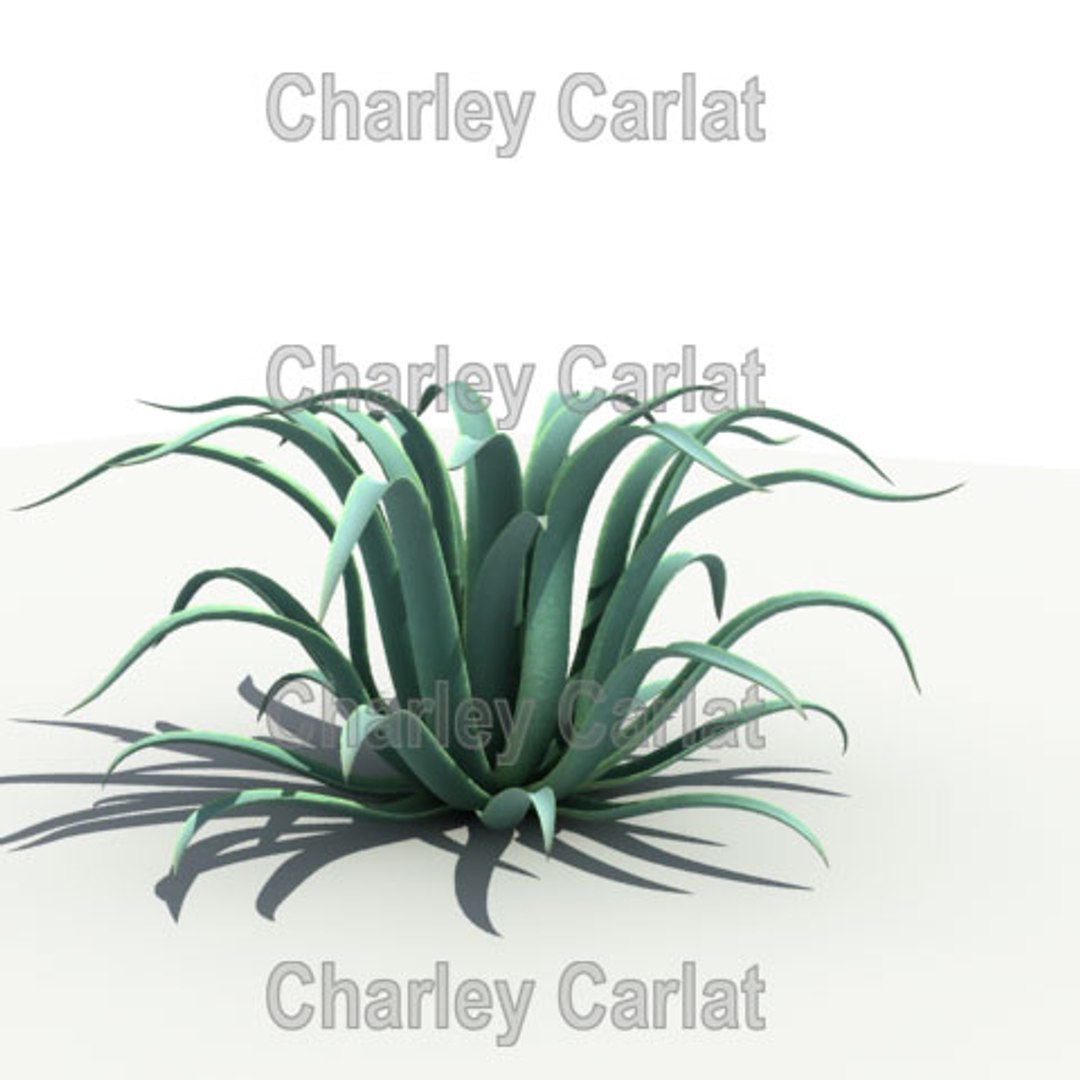 Octopus Agave 3d Model