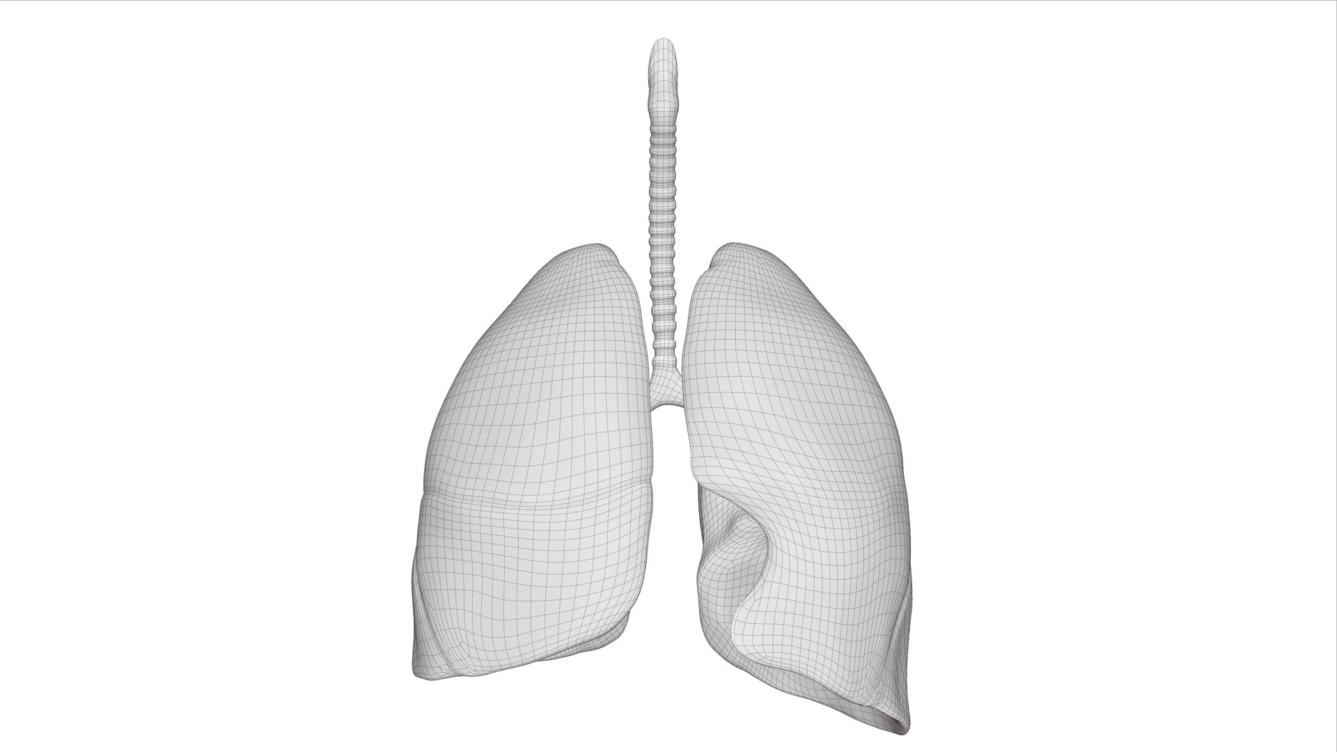 3D Model Realistic Human Lungs And Trachea Anatomy 3D Model ...