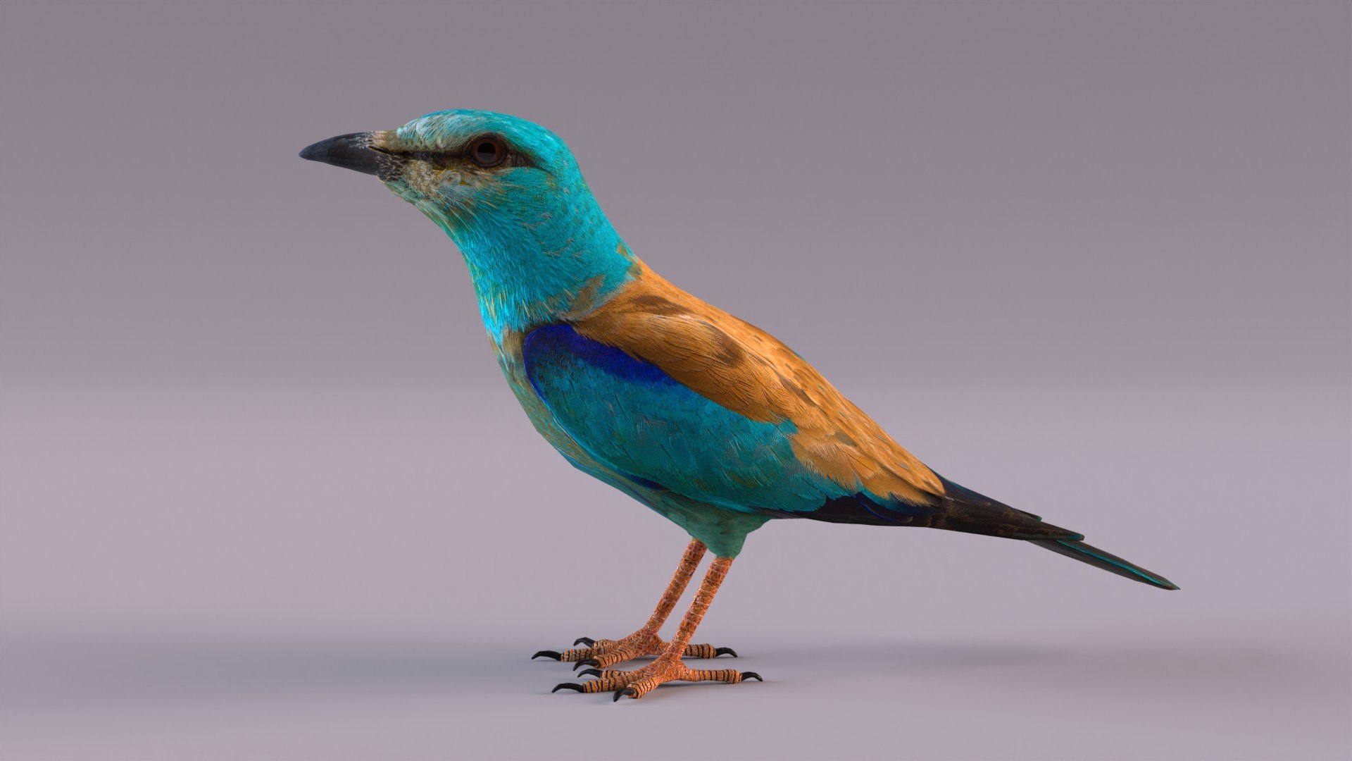 European Roller 3D Model - TurboSquid 2067265