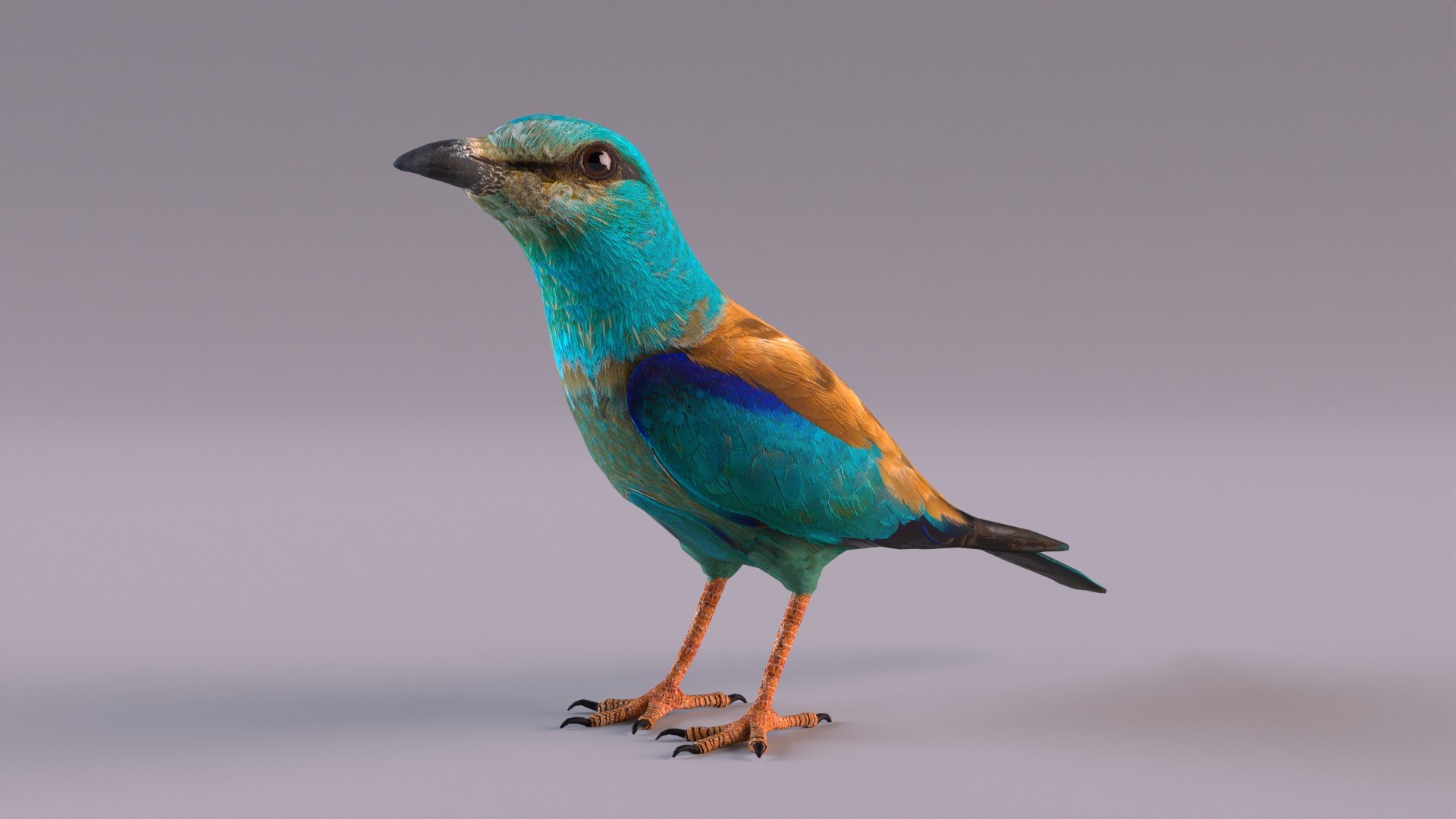 European Roller 3D Model - TurboSquid 2067265