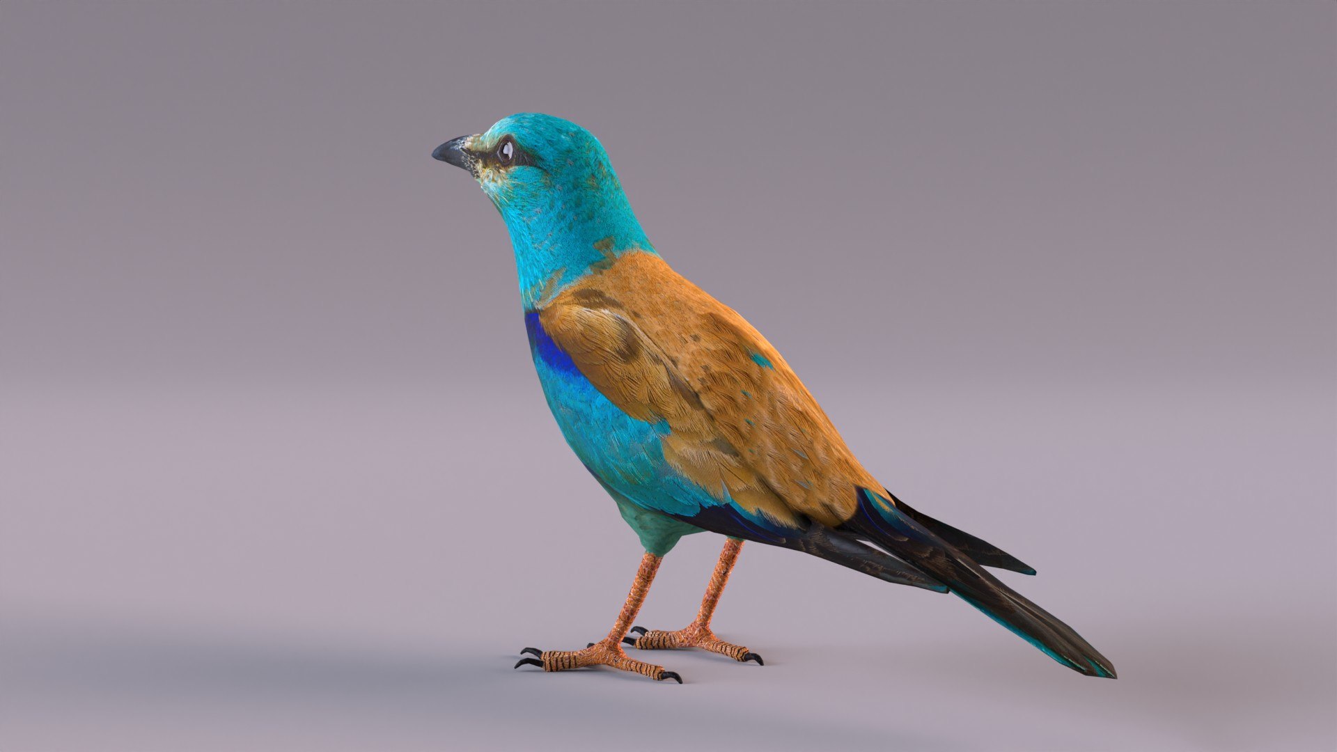 European Roller 3D Model - TurboSquid 2067265