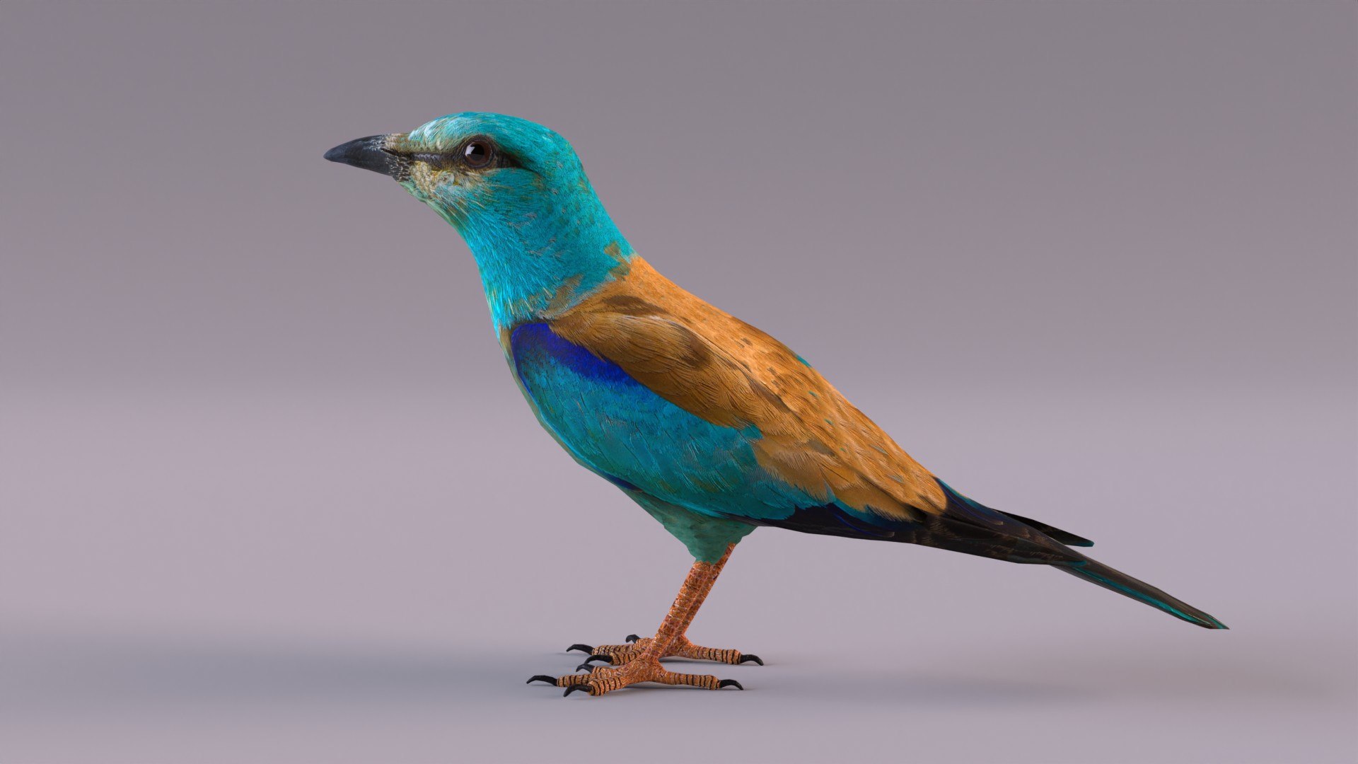 European Roller 3D Model - TurboSquid 2067265