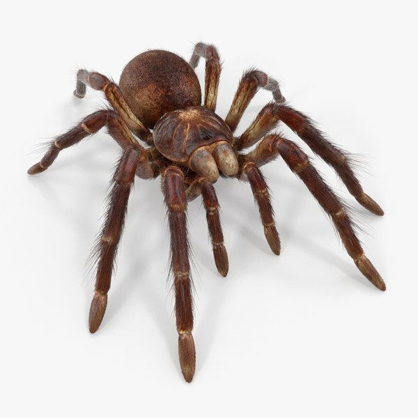 Free 3D Spider Models | TurboSquid