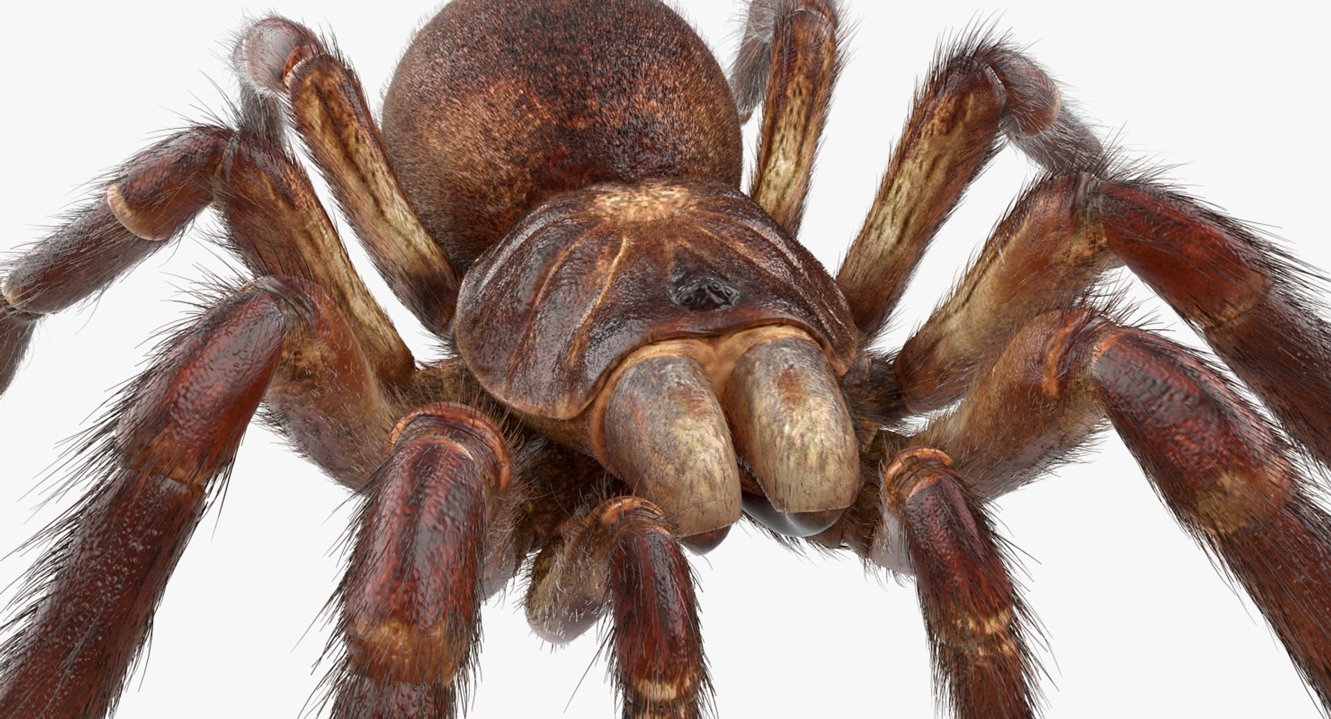 Goliath birdeater fur rigged 3D model - TurboSquid 1258130