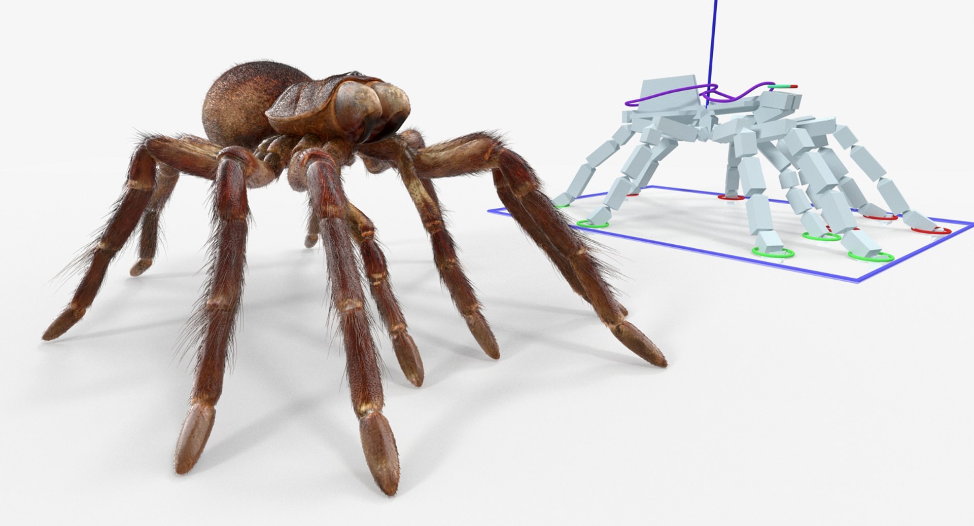 Goliath birdeater fur rigged 3D model - TurboSquid 1258130