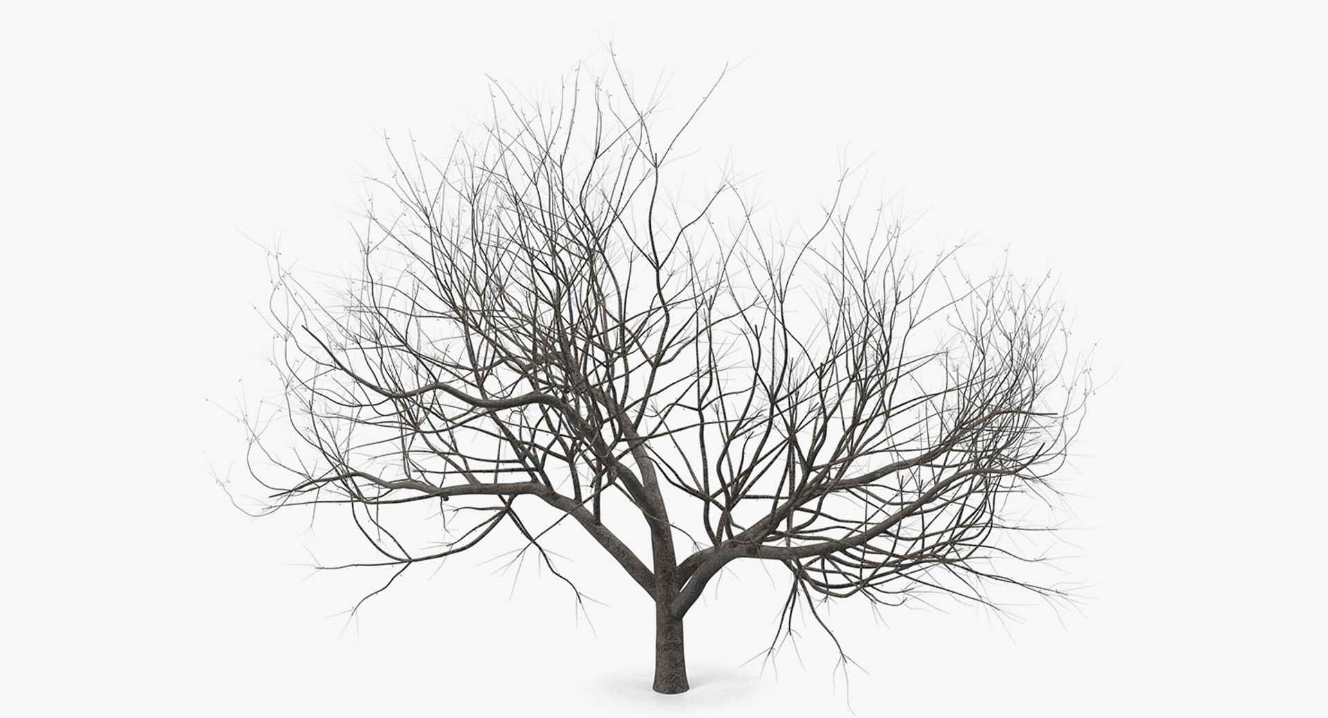 Small Winter Tree 3D Model - TurboSquid 1378039