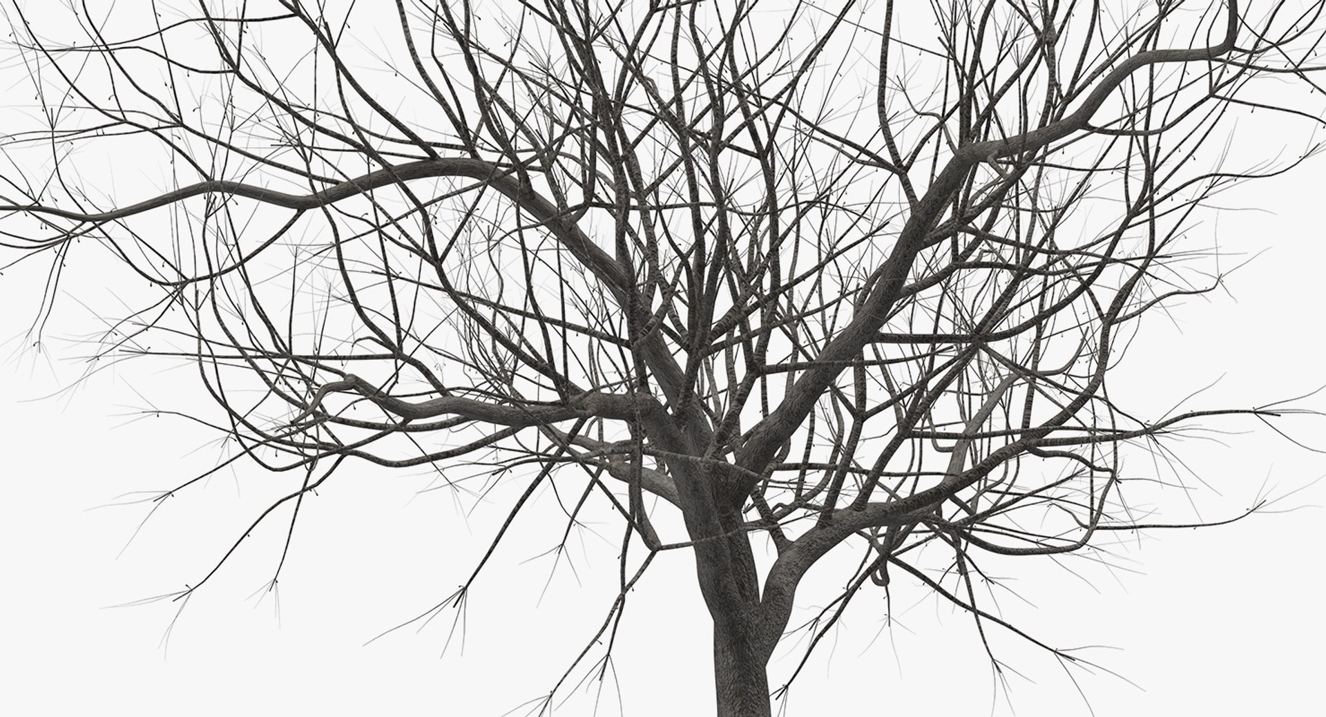 Small Winter Tree 3D Model - TurboSquid 1378039