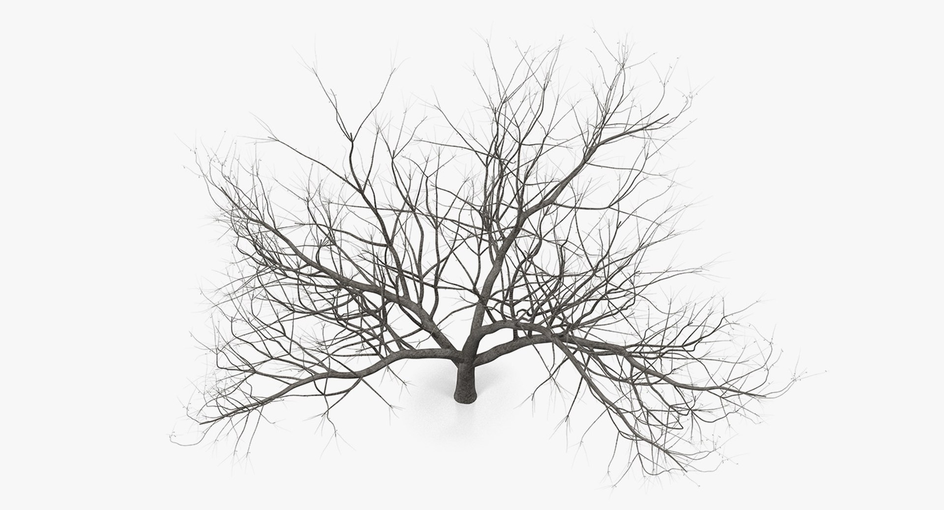 Small Winter Tree 3D Model - TurboSquid 1378039