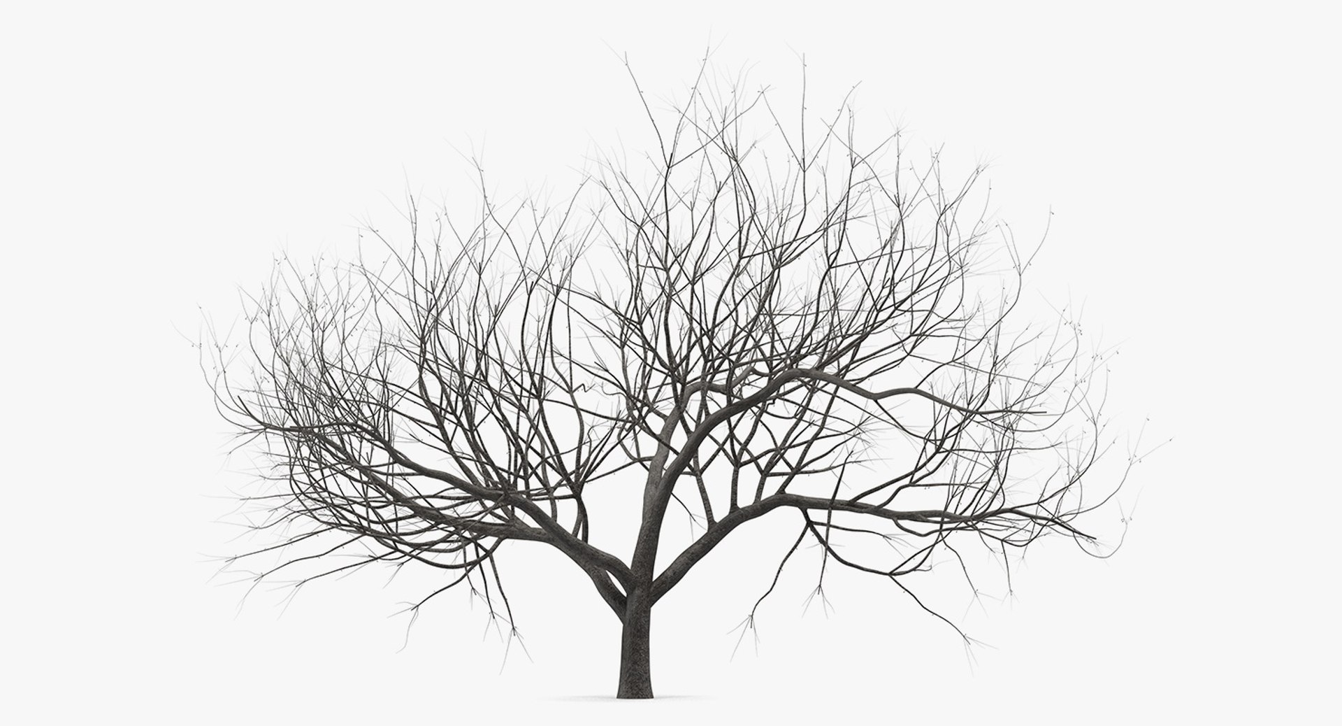Small winter tree 3D model - TurboSquid 1378039