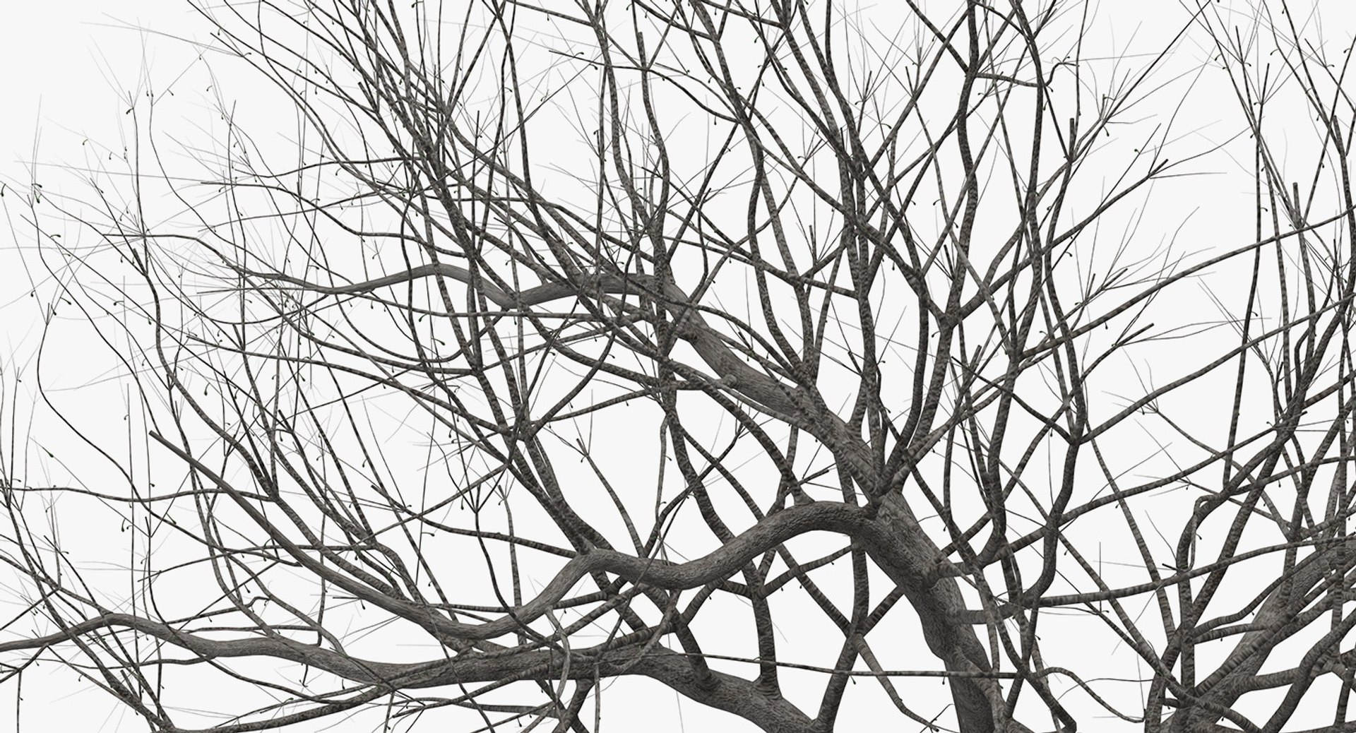 Small Winter Tree 3D Model - TurboSquid 1378039