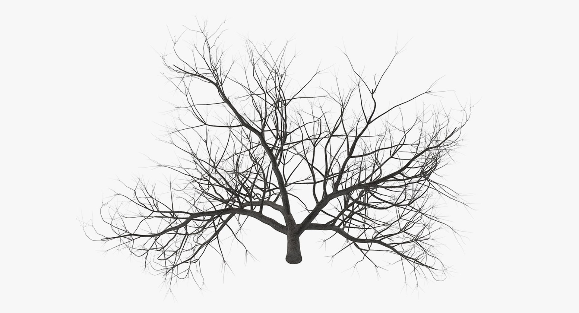 Small Winter Tree 3D Model - TurboSquid 1378039