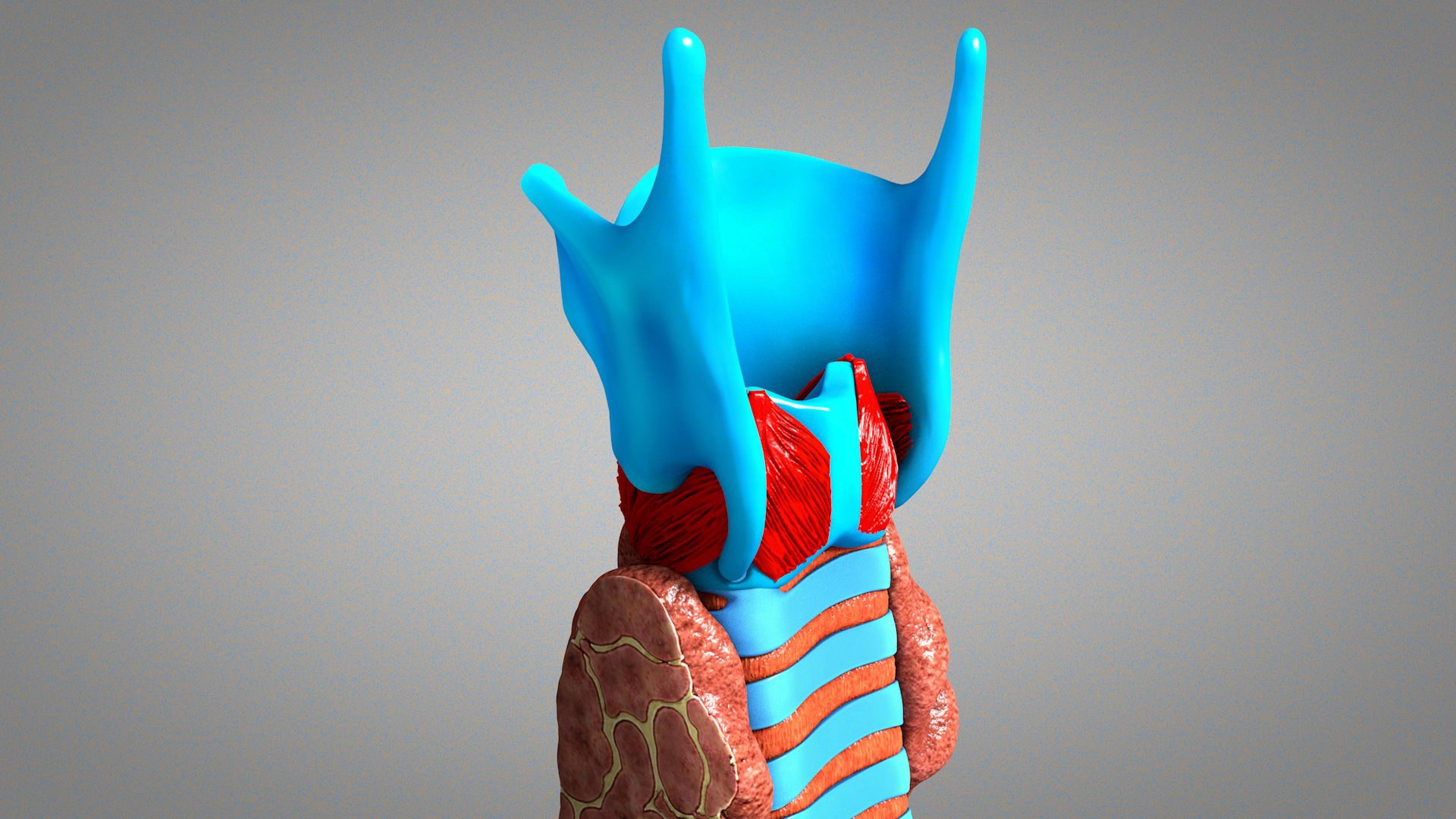 Thyroid Gland 3D Model - TurboSquid 1282526