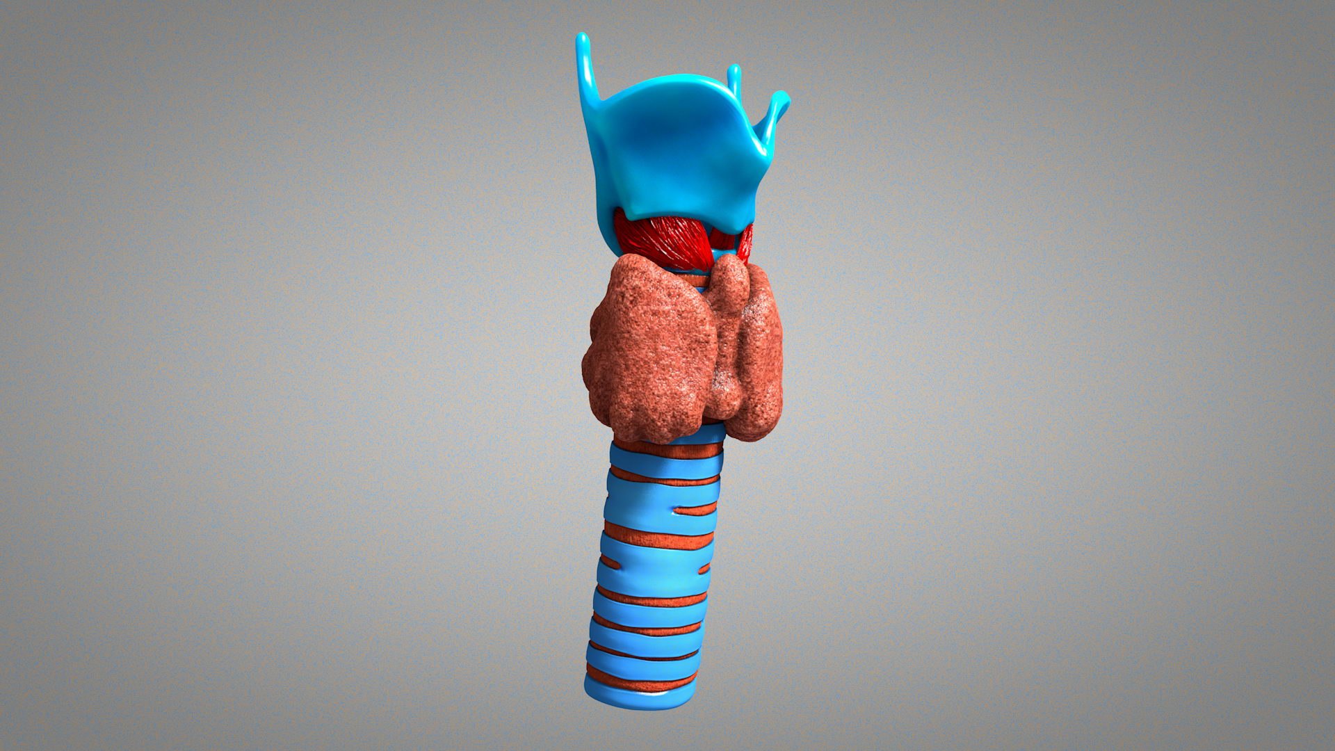 Thyroid Gland 3D Model - TurboSquid 1282526