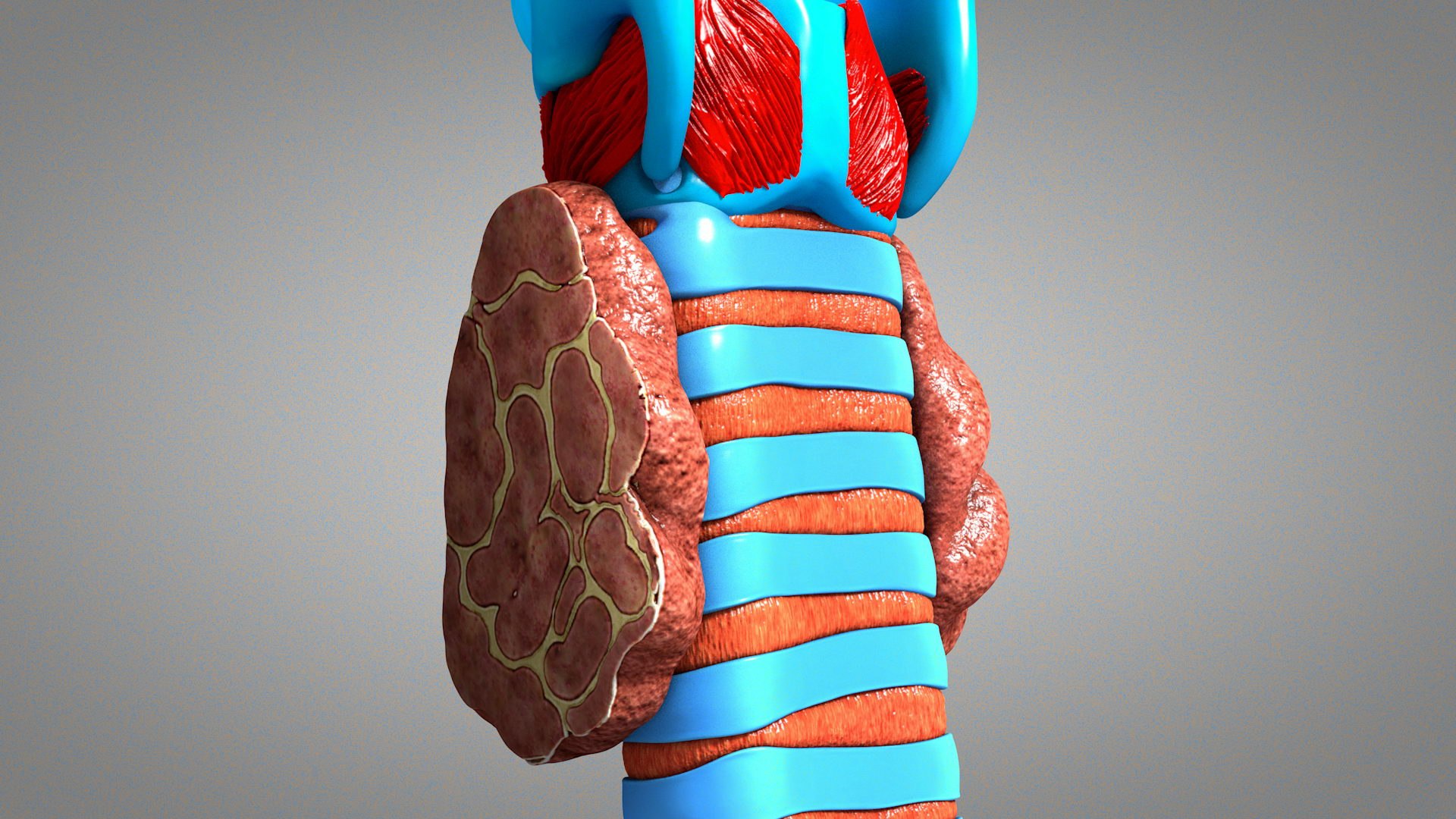 Thyroid Gland 3D Model - TurboSquid 1282526