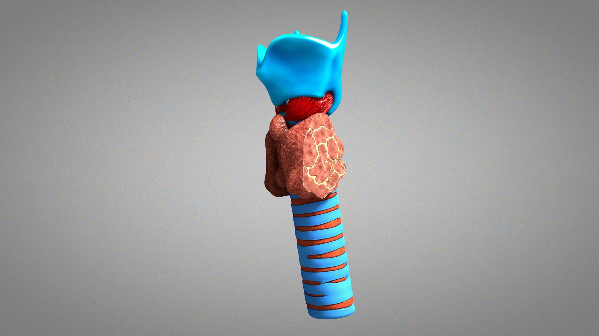 Thyroid Gland 3D Model - TurboSquid 1282526