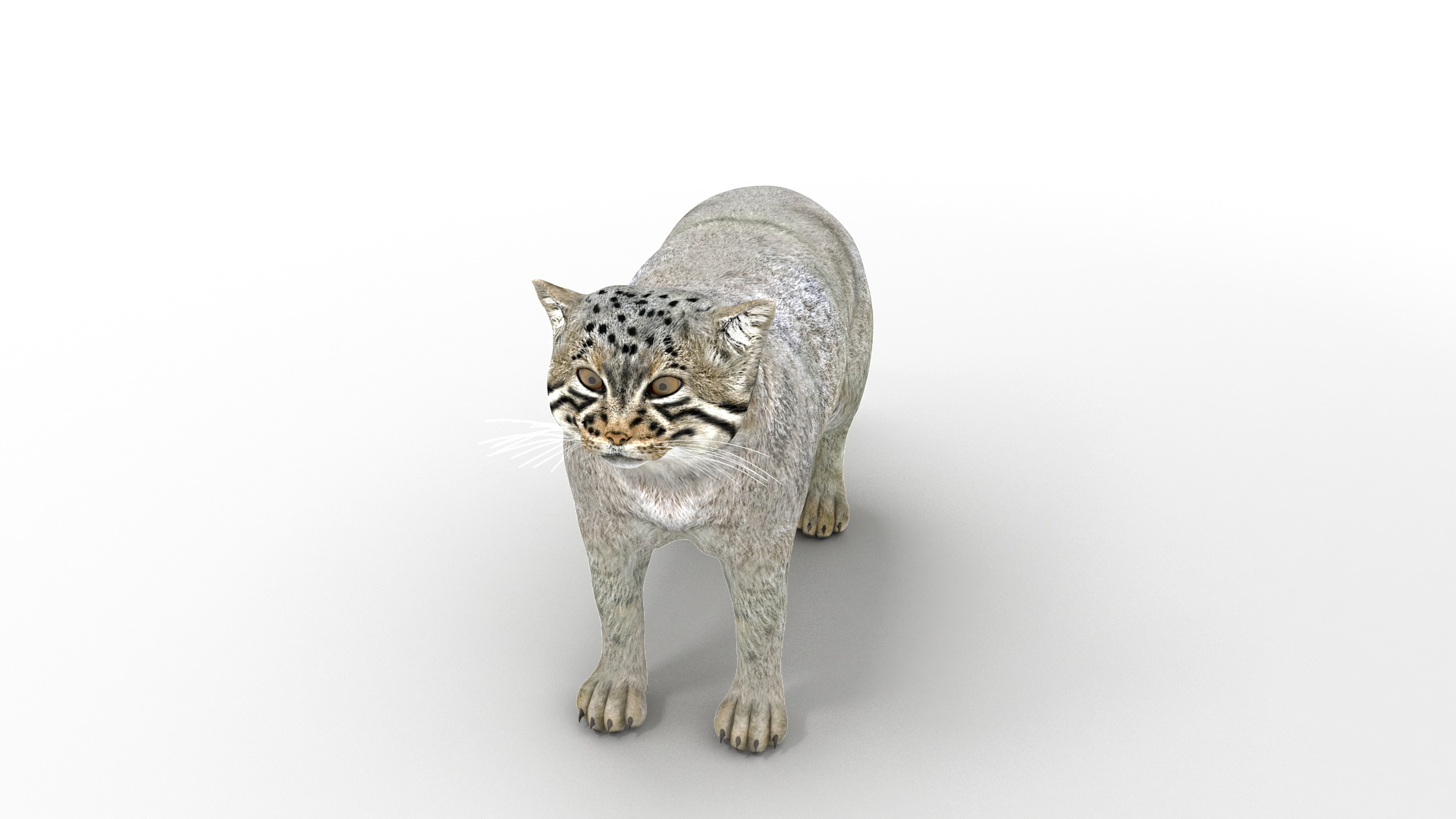 3D Cat Rigged Animated For Maya Model - TurboSquid 2280785