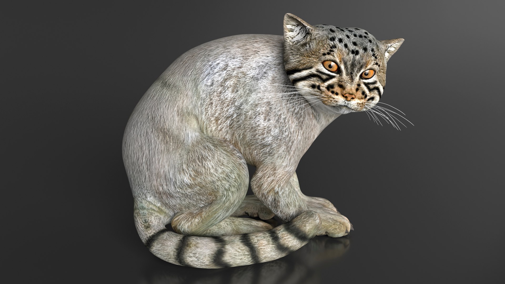 3D Cat Rigged Animated For Maya Model - TurboSquid 2280785