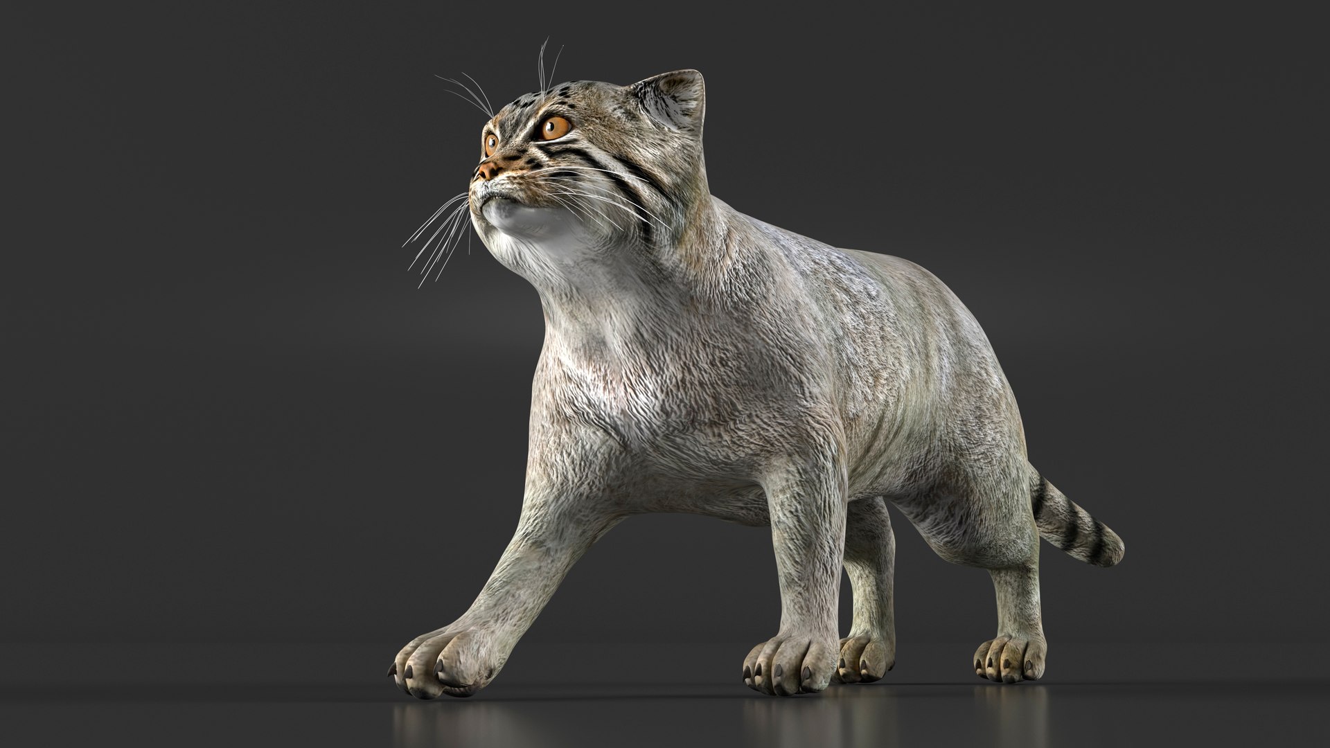 3D Cat Rigged Animated For Maya Model - TurboSquid 2280785