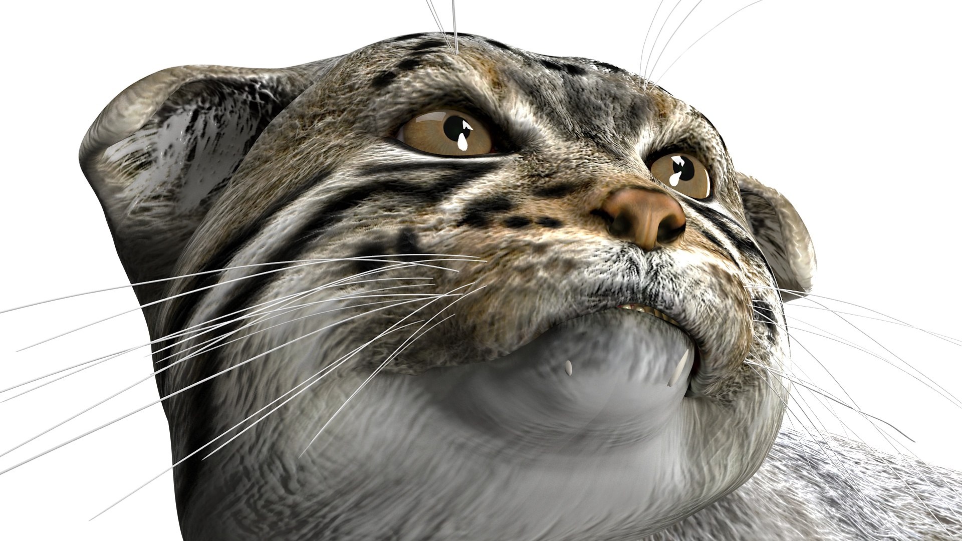 3D Cat Rigged Animated For Maya Model - TurboSquid 2280785