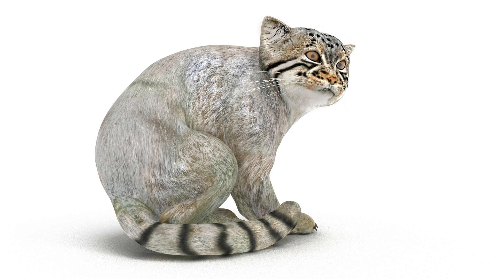 3D Cat Rigged Animated For Maya Model - TurboSquid 2280785