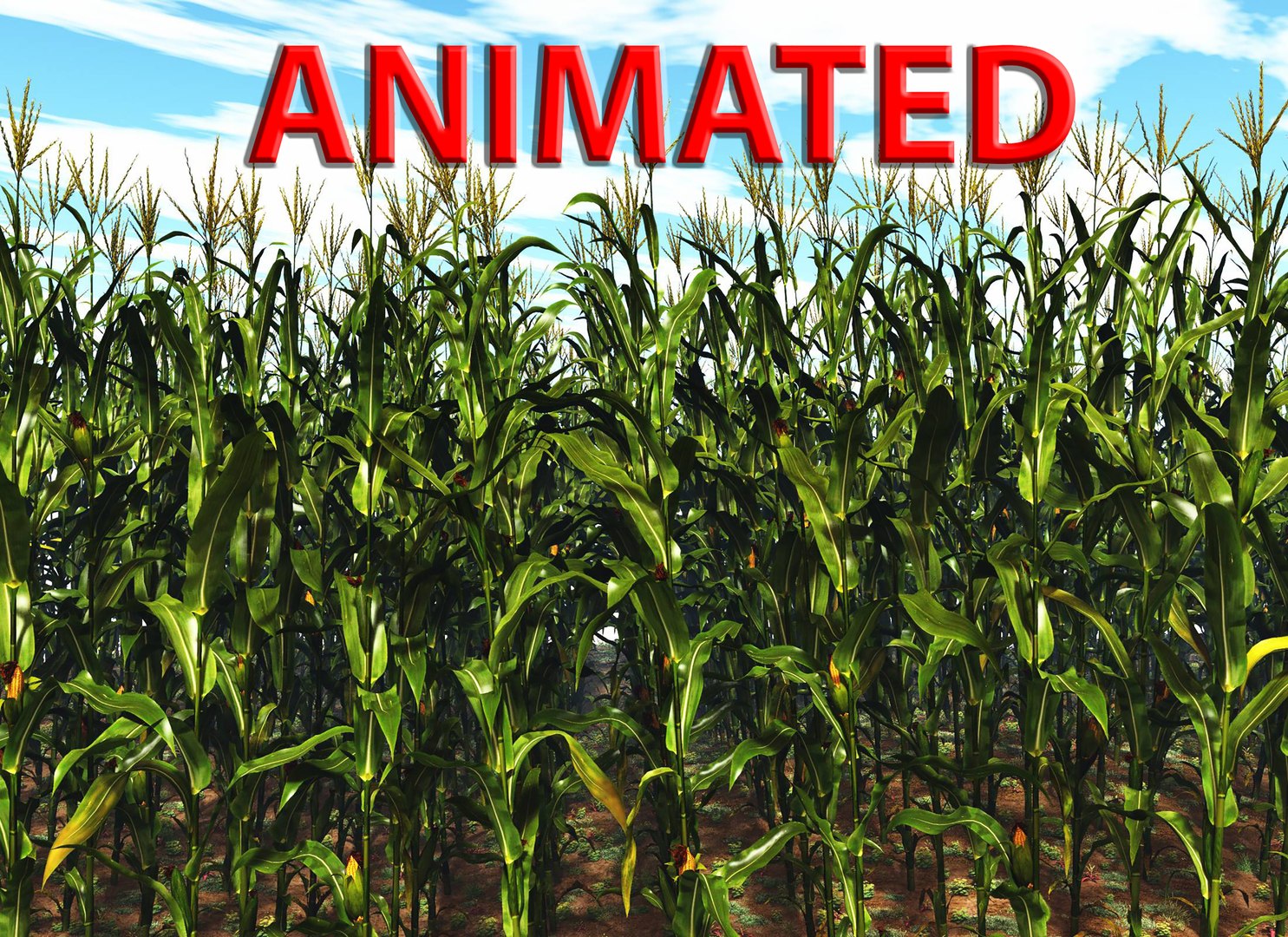 Corns 3d Model