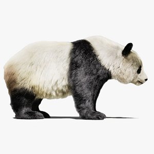 3D Panda Models | TurboSquid