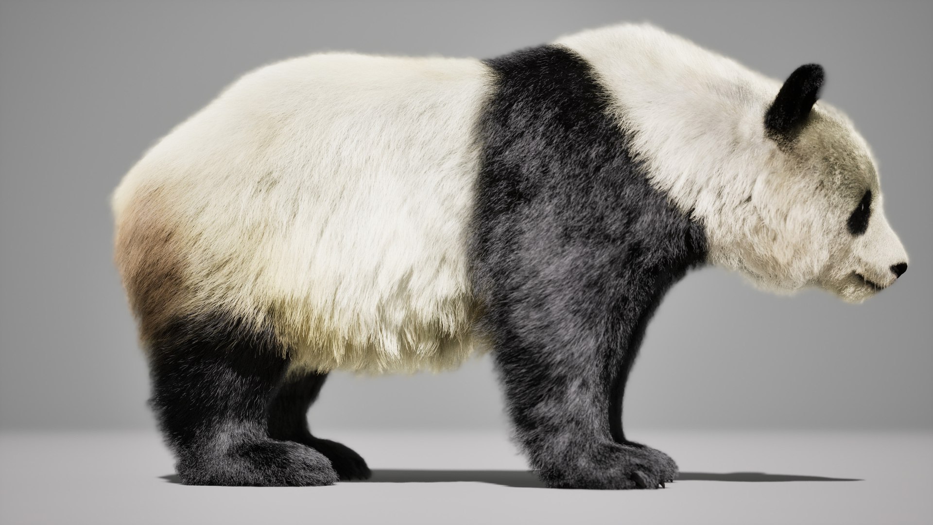 modelo 3d Proyecto Panda Rig UNREAL - TurboSquid 2293159