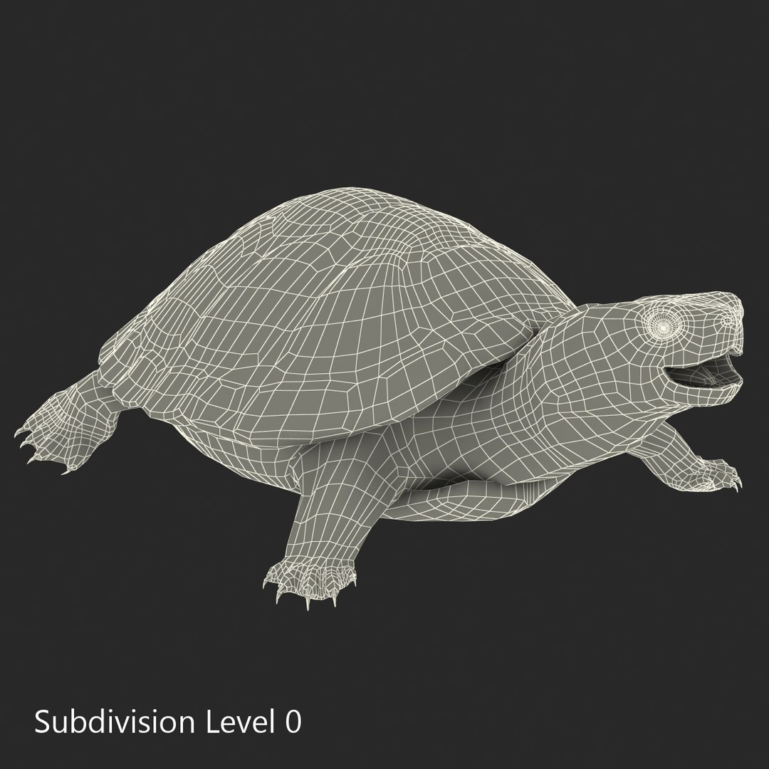 pond slider turtle rigged 3d model