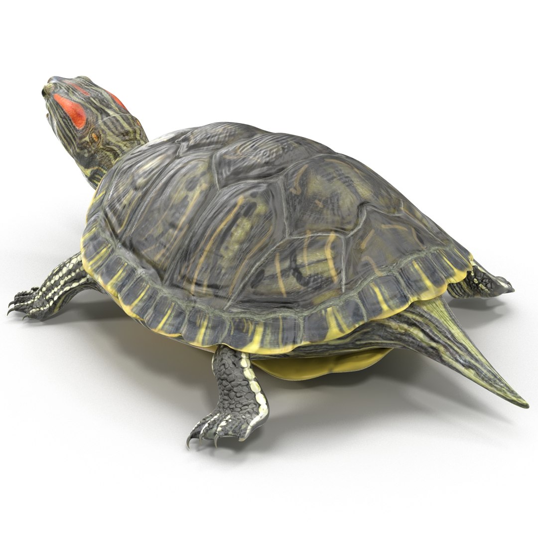 pond slider turtle rigged 3d model