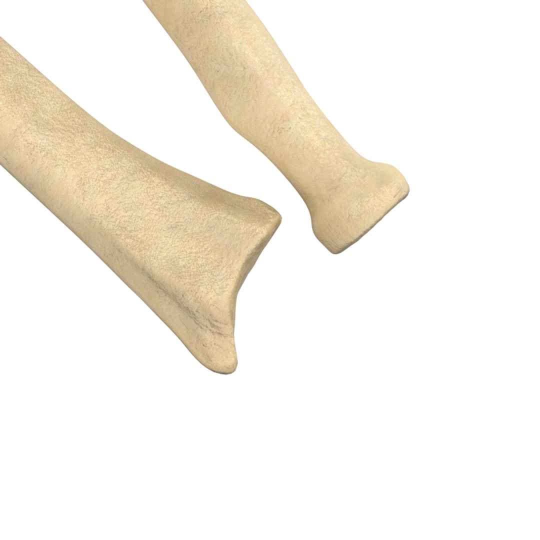 Max Radius Bone