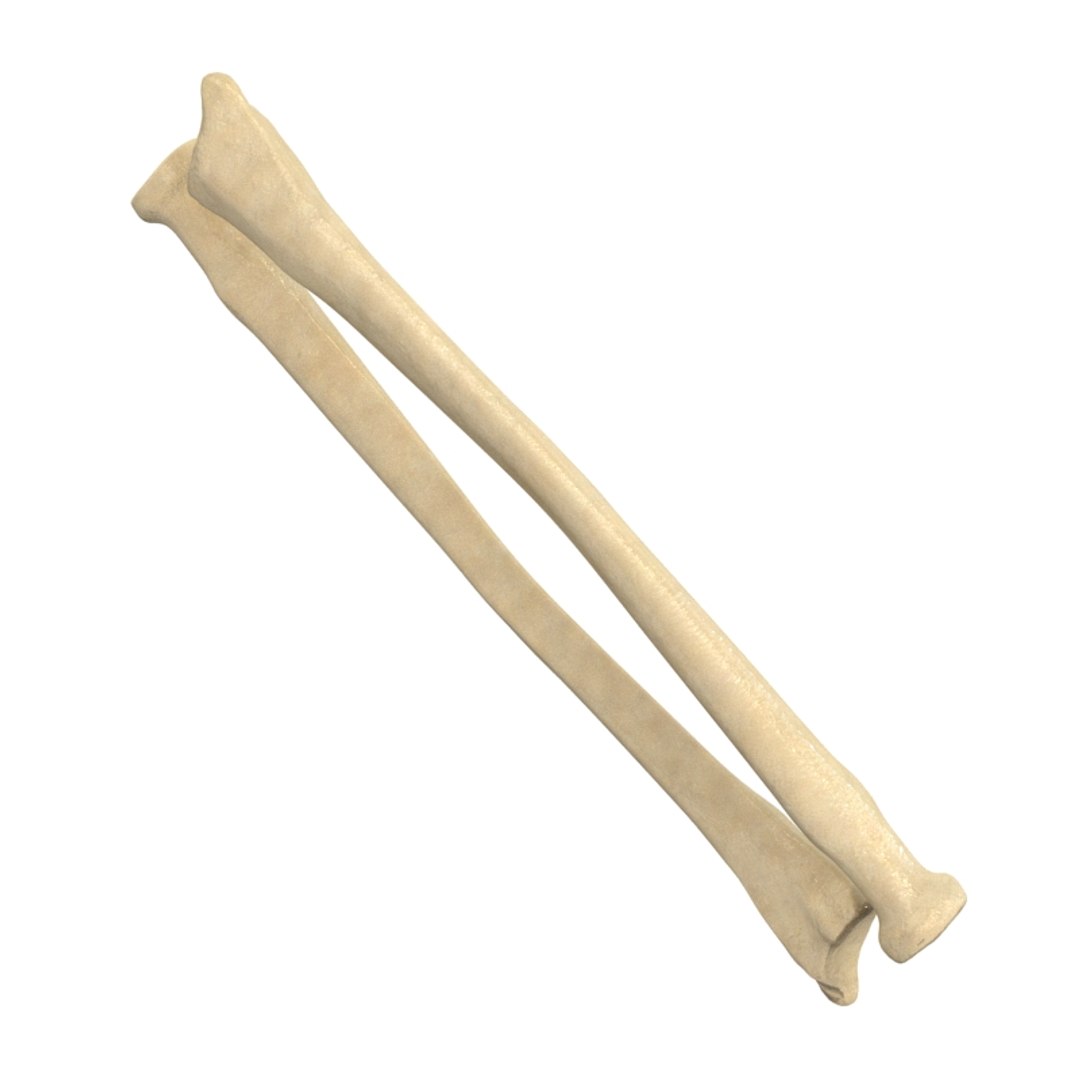 Max Radius Bone