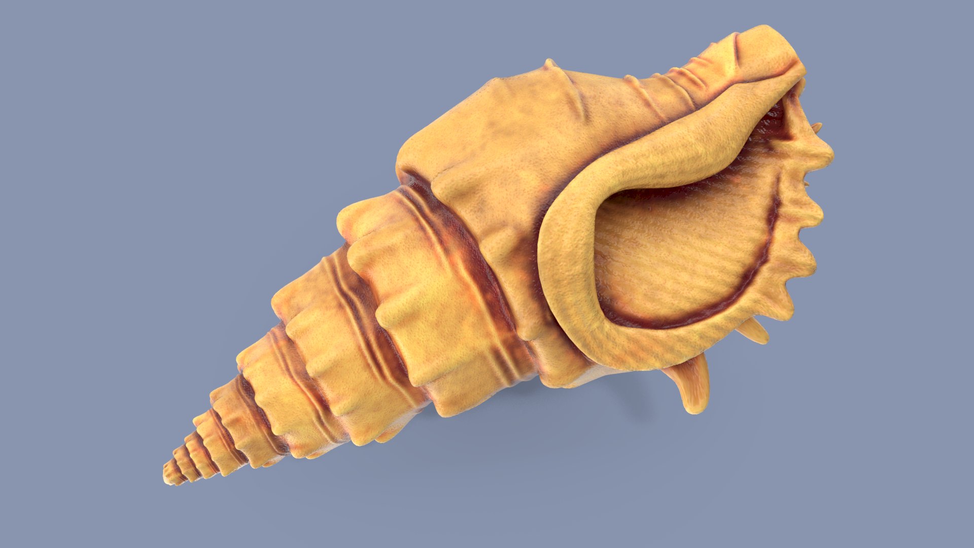 Sea Shell 0102 3D - TurboSquid 1736217