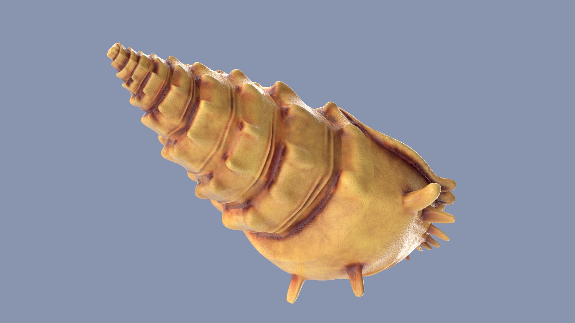 Sea Shell 0102 3D - TurboSquid 1736217