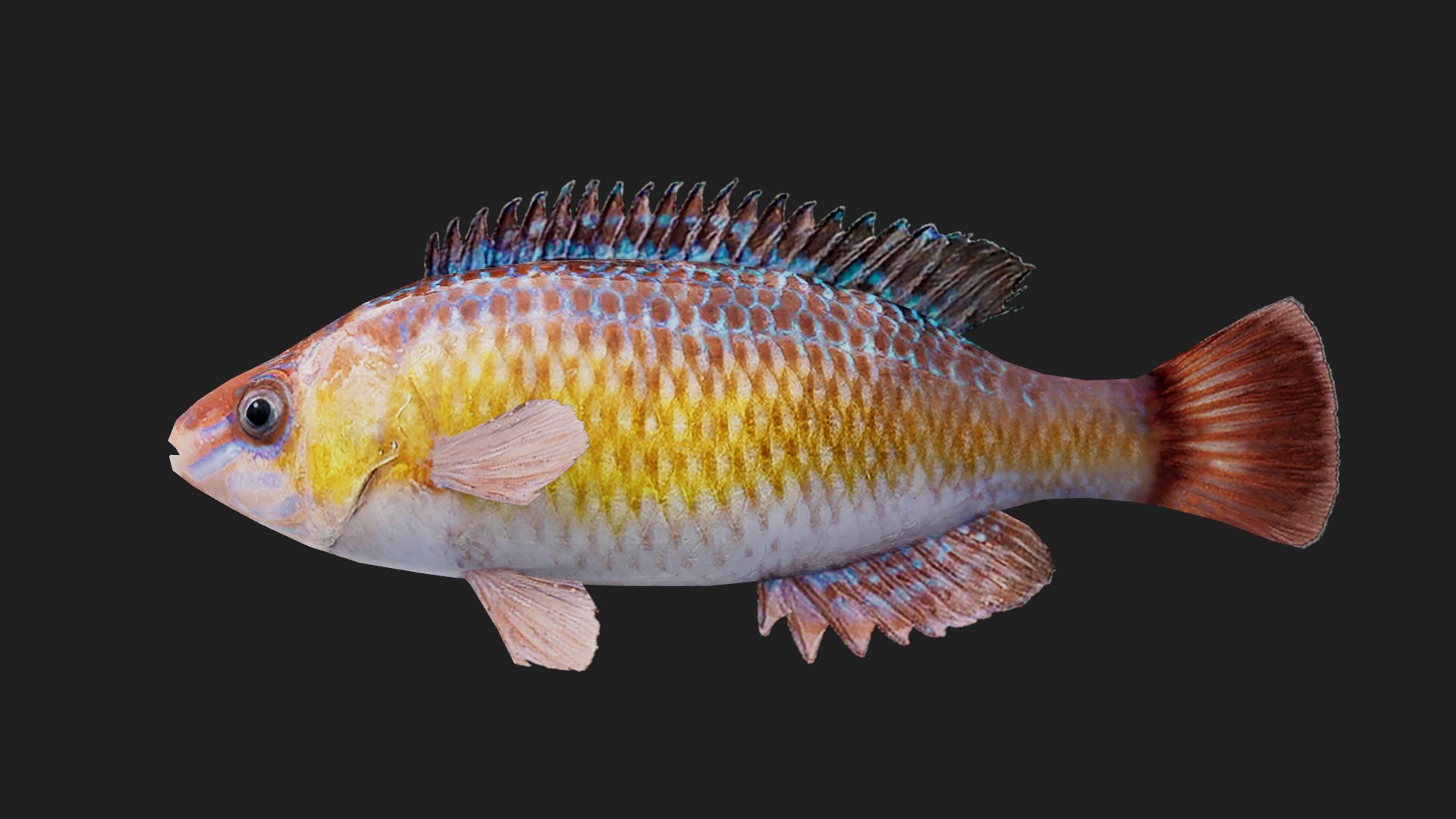 Wrasse 3D Model - TurboSquid 2122906