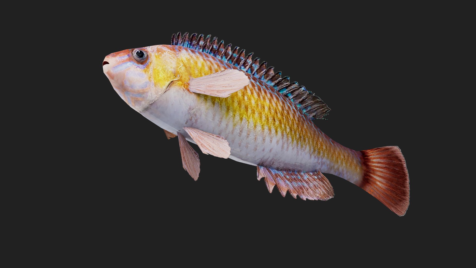 Wrasse 3D Model - TurboSquid 2122906