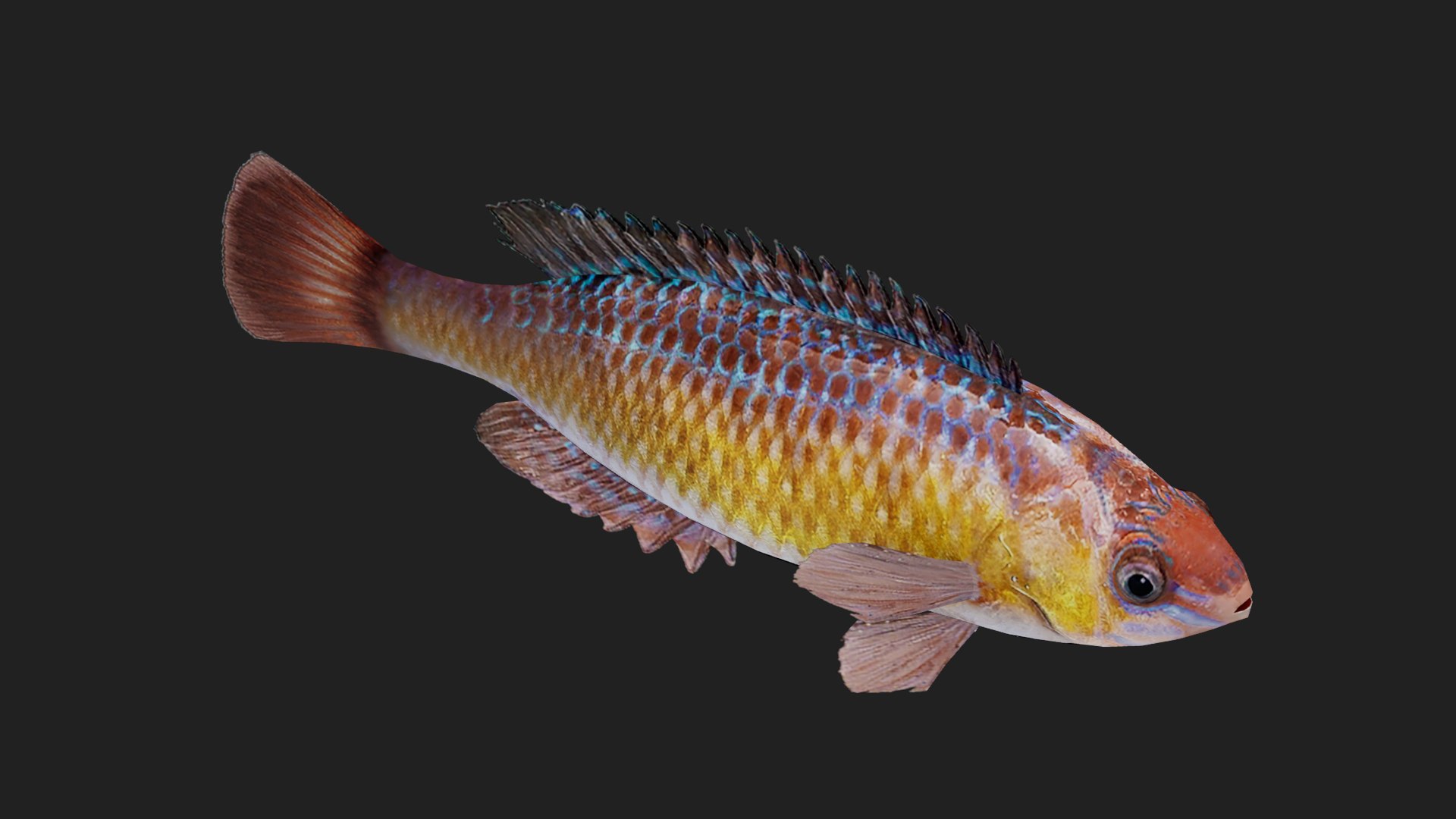 Wrasse 3D Model - TurboSquid 2122906